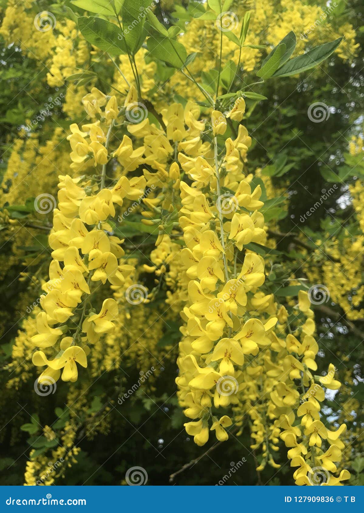 Bright Yellow Laburnum Tree Stock Photo - Image of yellow, laburnum ...