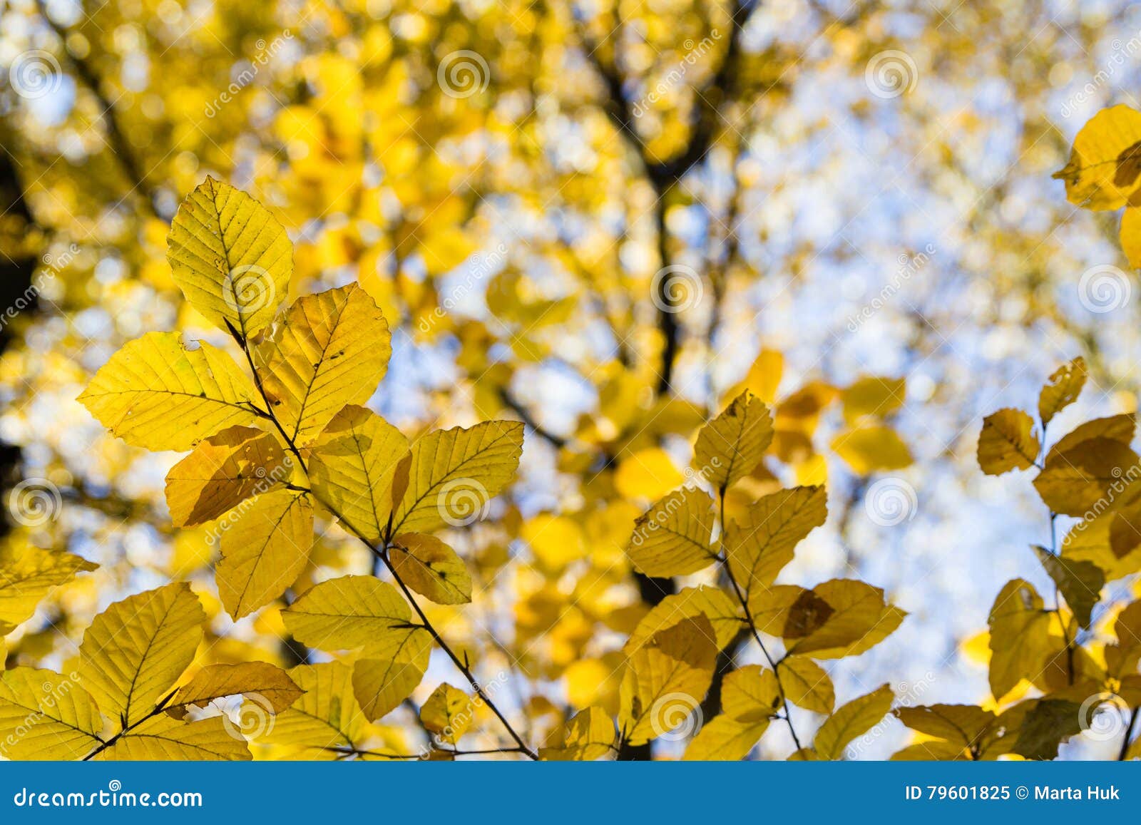 Bright Yellow Leaves in Autumn Forest Stock Image - Image of forest ...