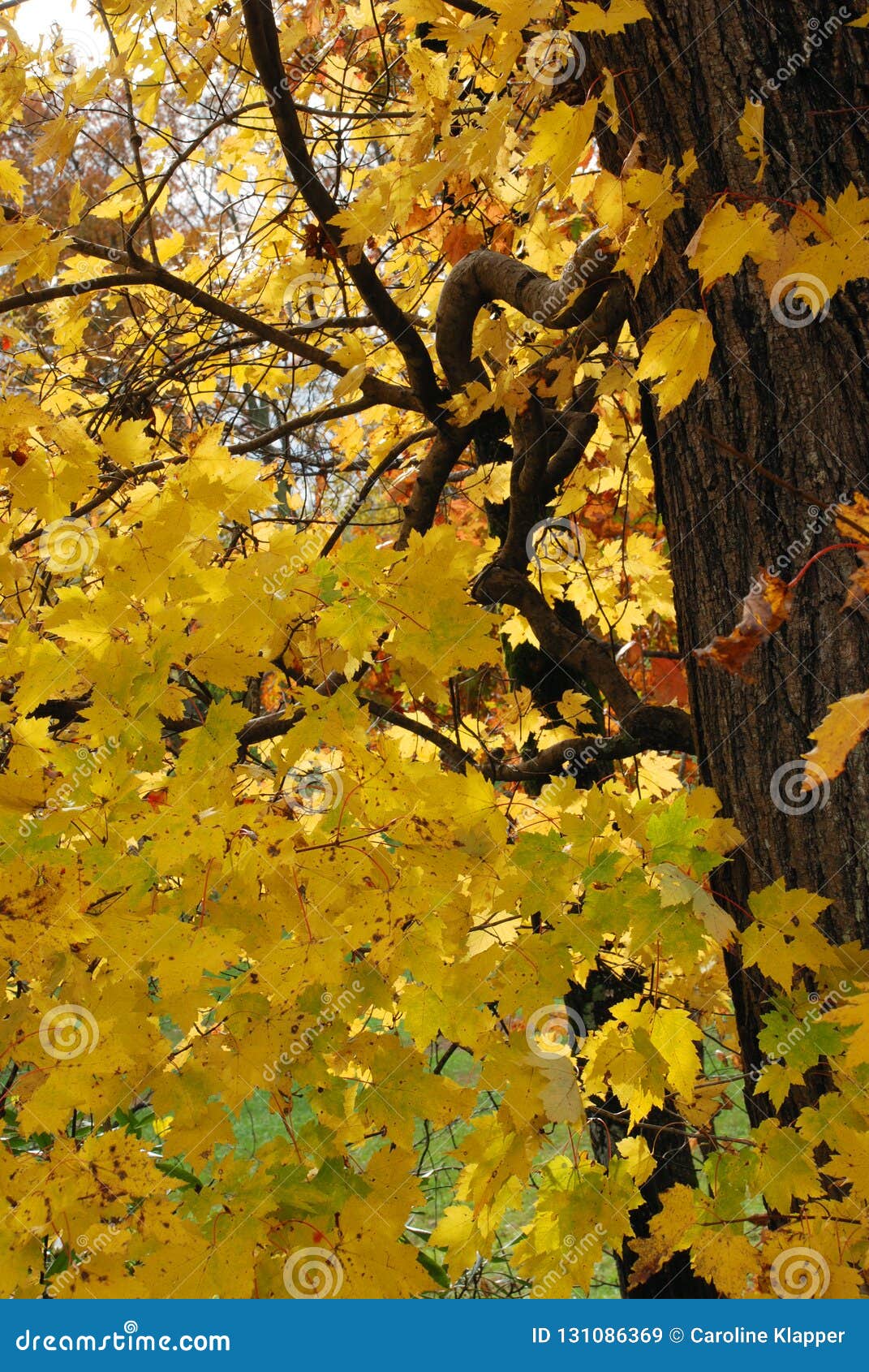 Bright Yellow Leaves of Autumn Stock Image - Image of seasonal, bright ...