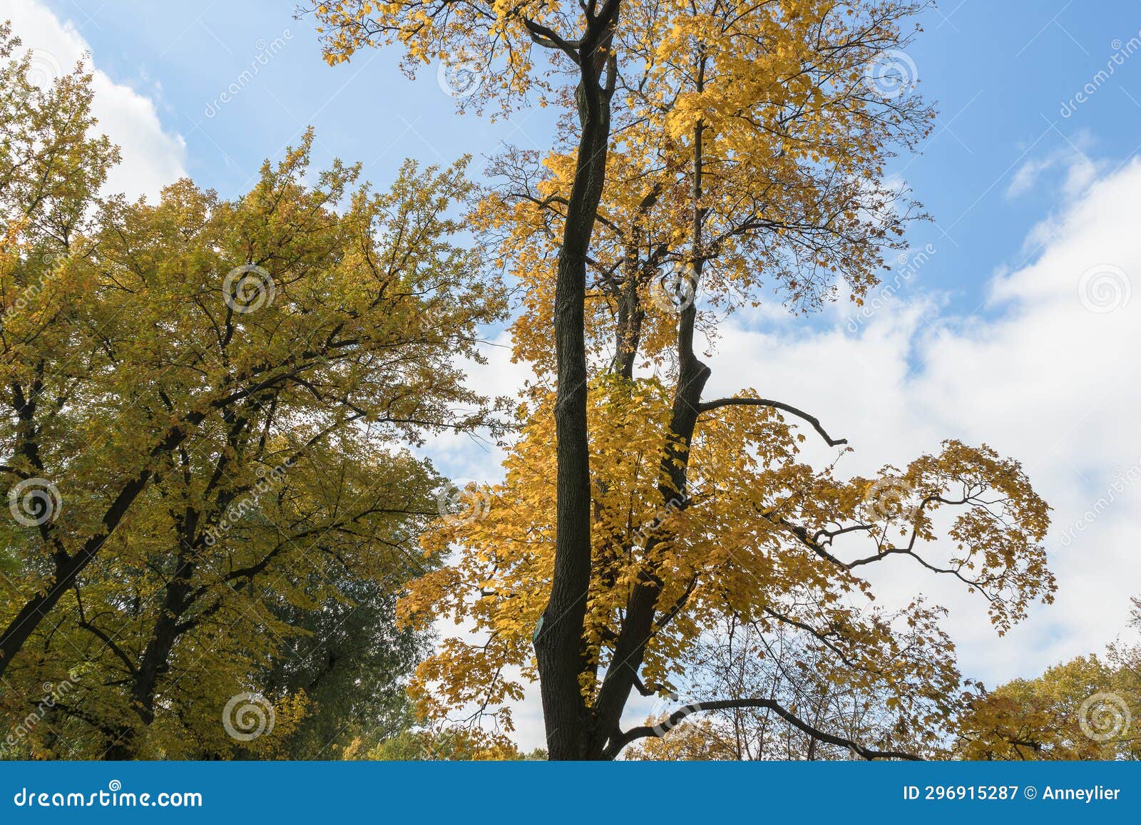 Bright Yellow Leaves of Autumn Trees Stock Image - Image of foliage ...