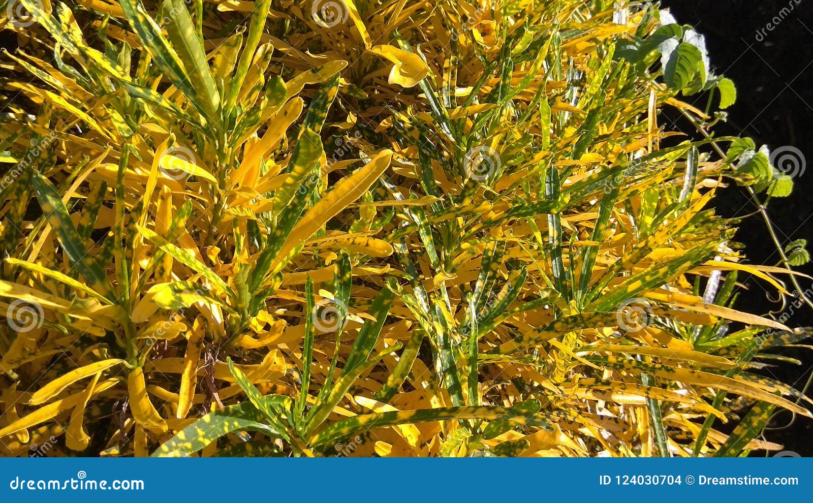 Crotons stock photo. Image of yellow, bright, leaves - 124030704