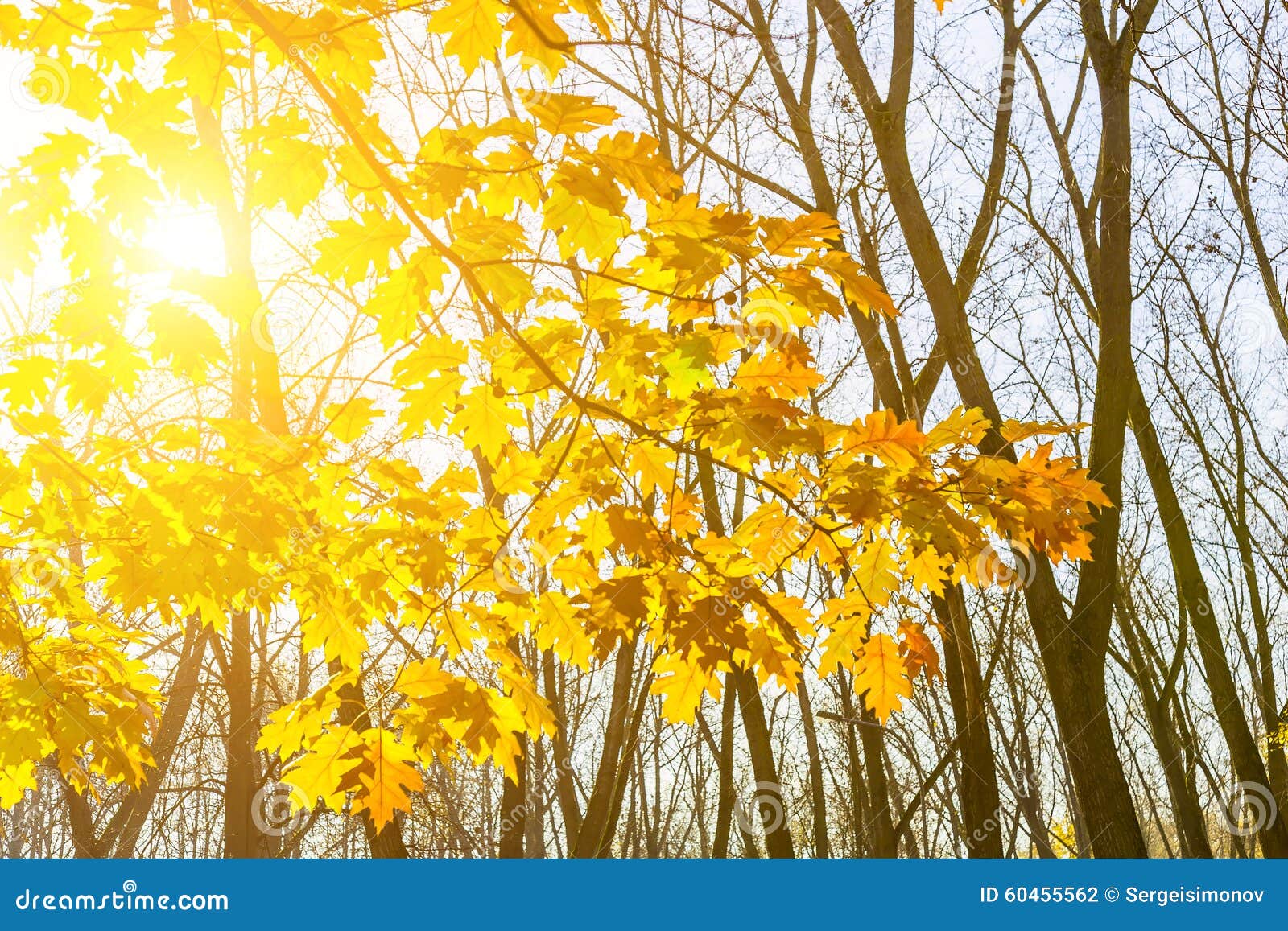 Bright Yellow Leaves of Oak Tree Stock Photo - Image of closeup, golden ...