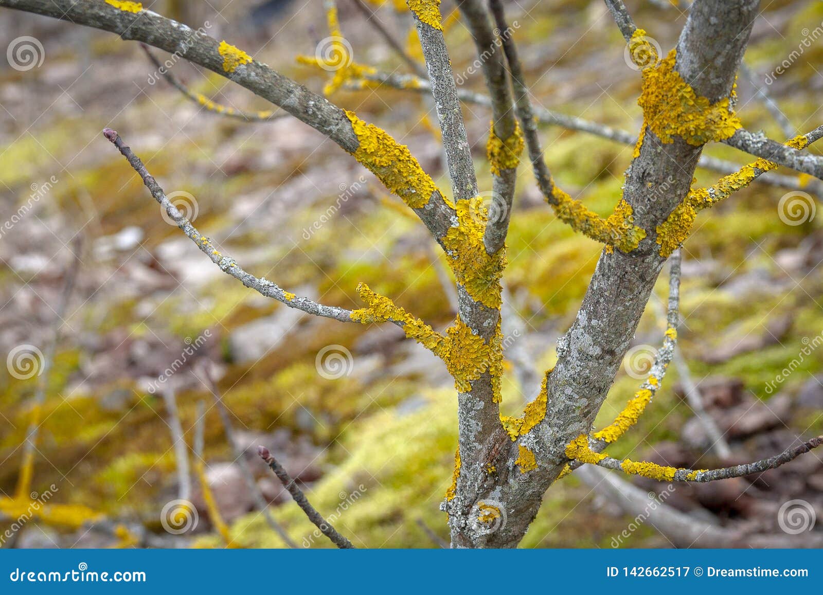 Bright Yellow Lichens on a Gray Tree Trunk Stock Image - Image of ... Bright Yellow Lichens on a Gray Tree Trunk Stock Image - Image of ...