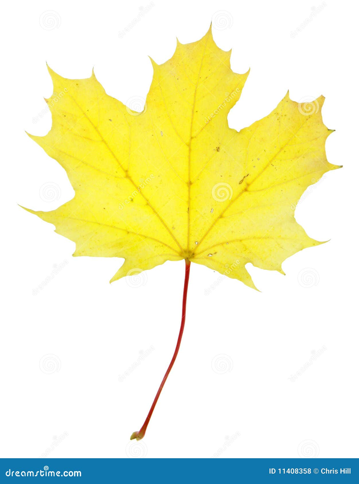 Bright Yellow Maple Leaf stock photo. Image of colored - 11408358