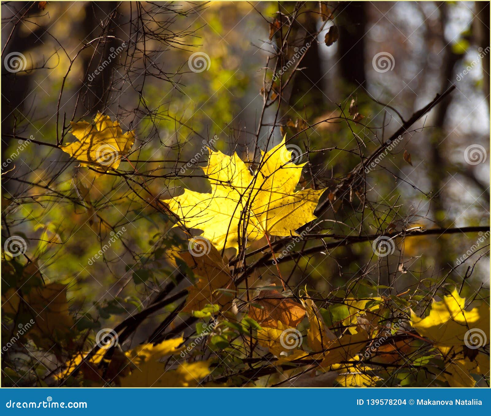 Bright Yellow Maple Leaf in Autumn Park Stock Photo - Image of bright ...