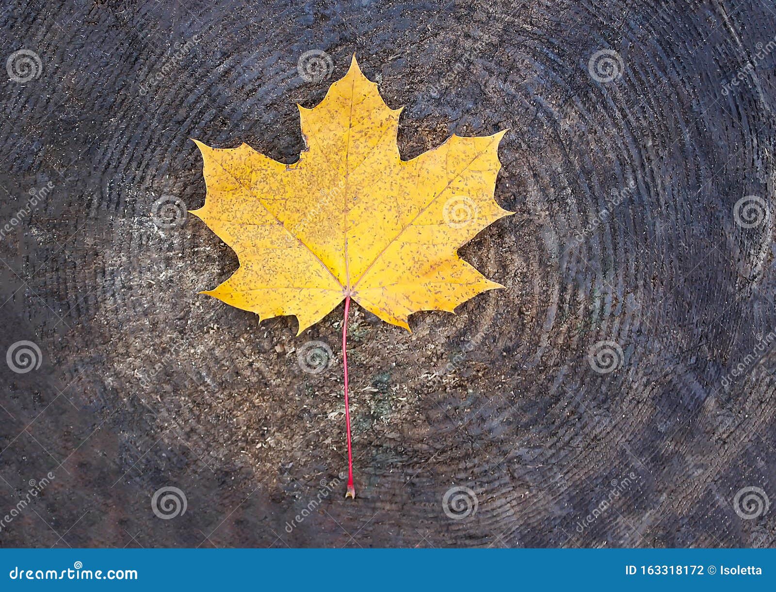 Bright Yellow Maple Leaf on Tree Stump Surface Stock Photo - Image of ...