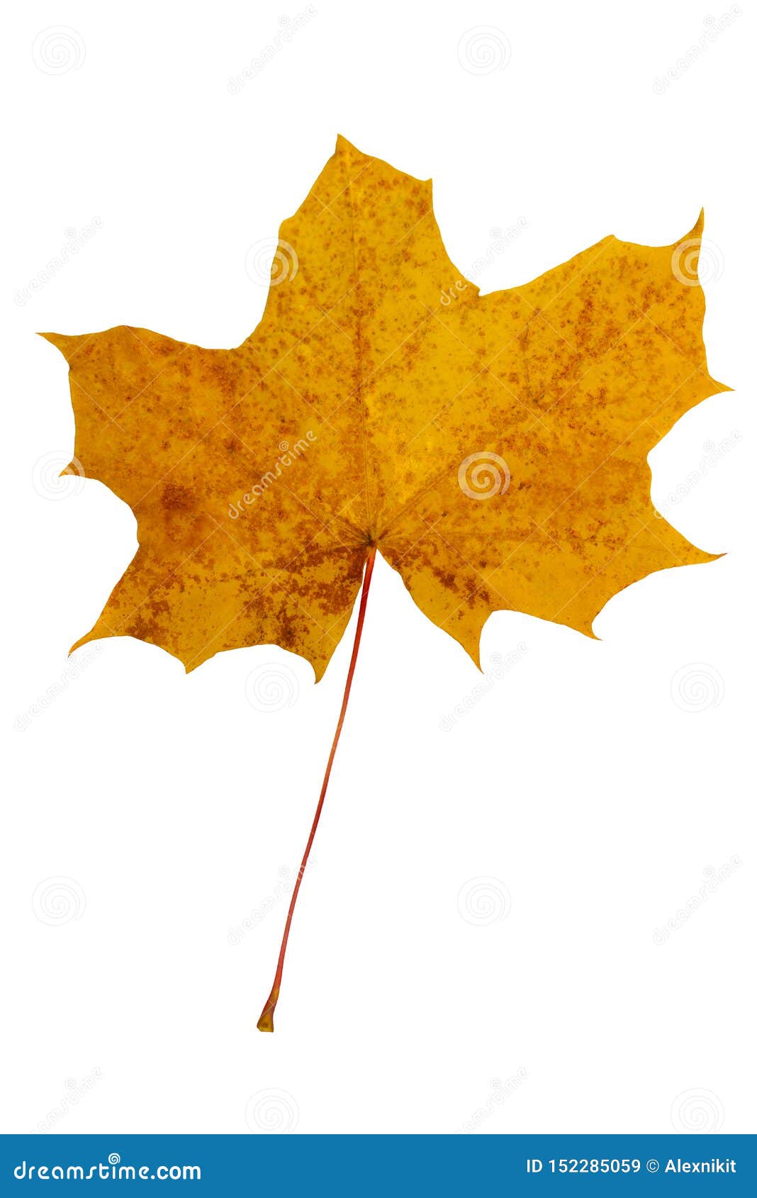 Bright yellow maple leaf stock image. Image of bright - 152285059