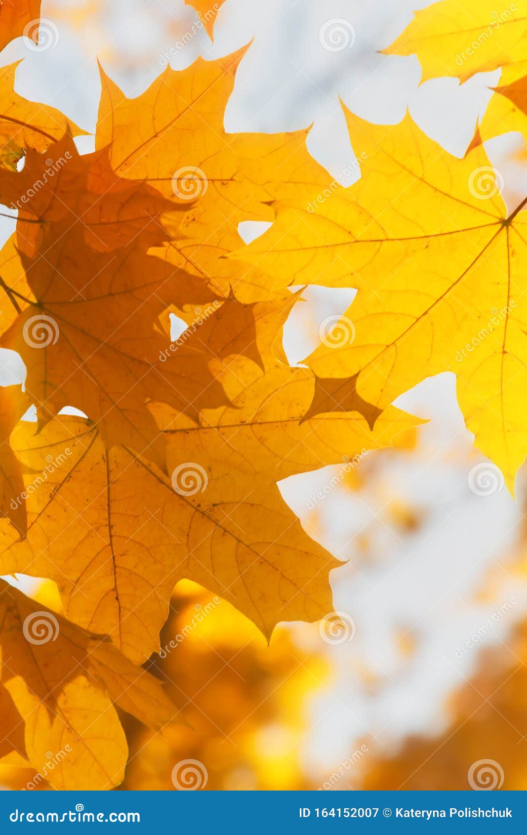 Bright Yellow Maple Leaves, Fall Season Outdoor Background Stock Image ...