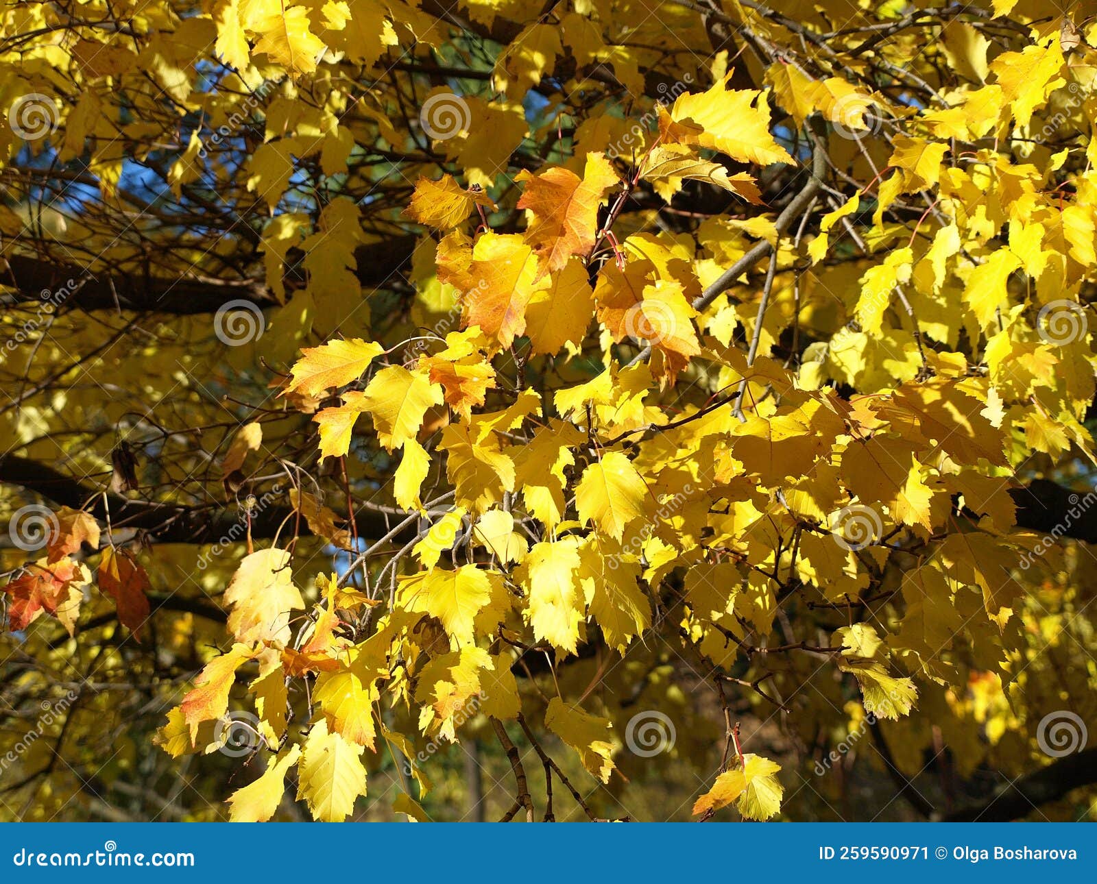 Bright yellow maple leaves stock image. Image of sunlight - 259590971