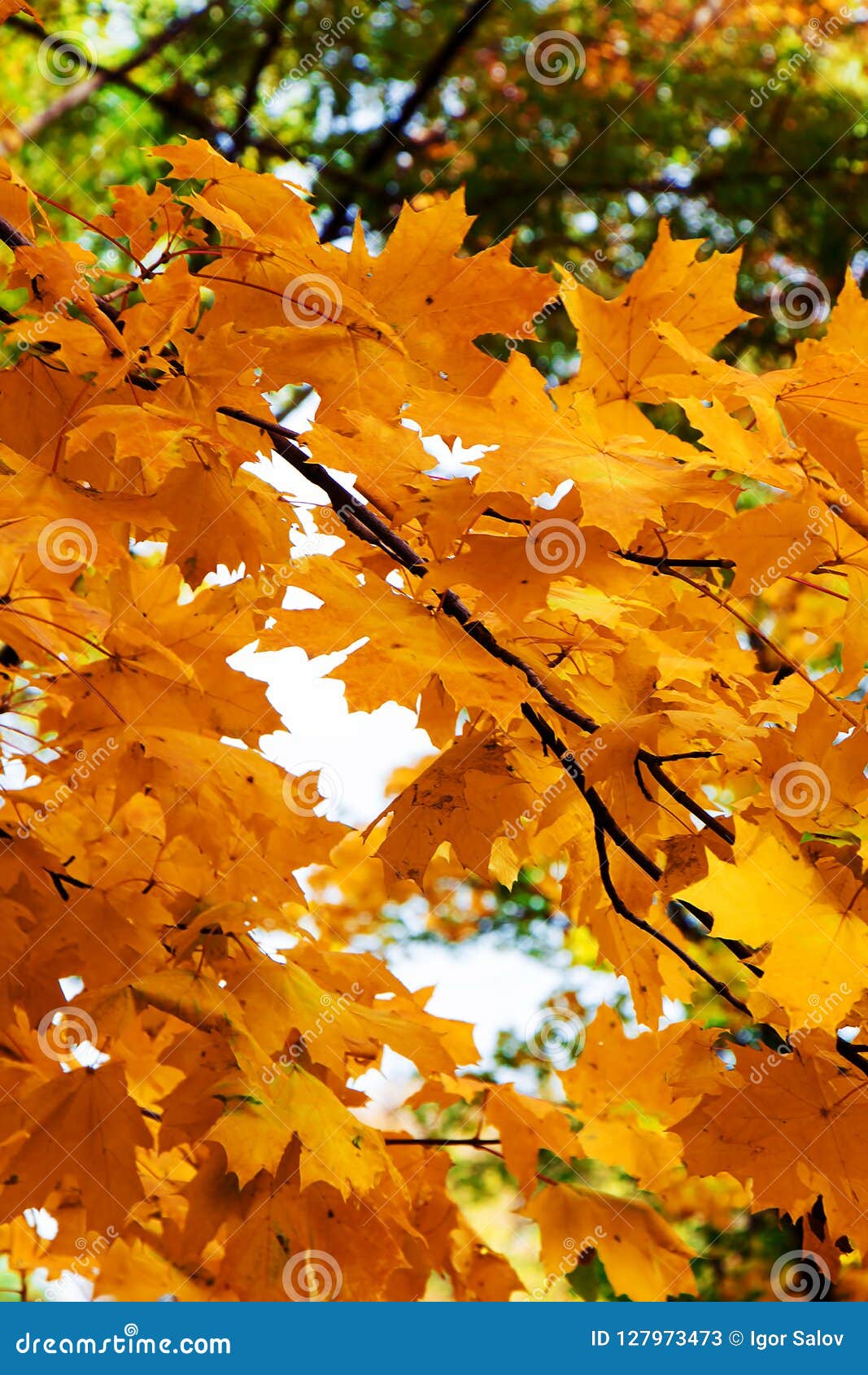 Bright Yellow Maple Leaves on the Tree As a Background Stock Image ...