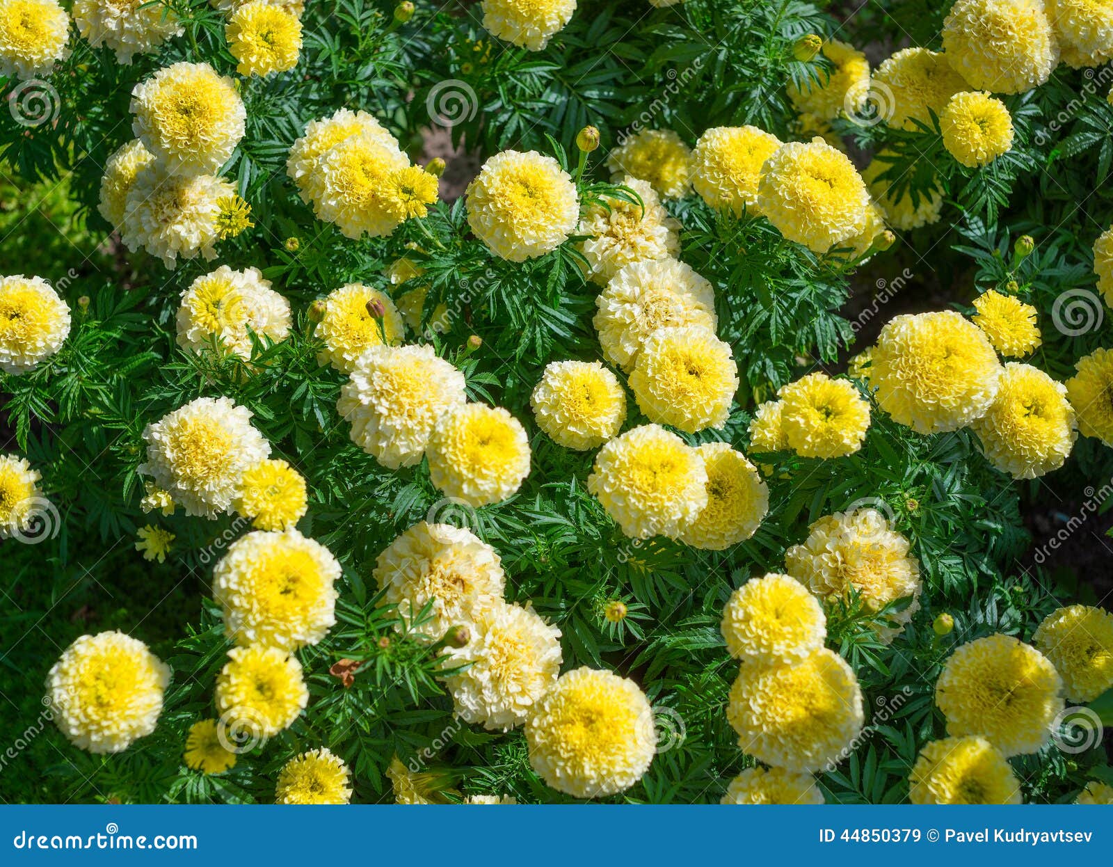 Bright yellow marigolds stock image. Image of daisy, green - 44850379