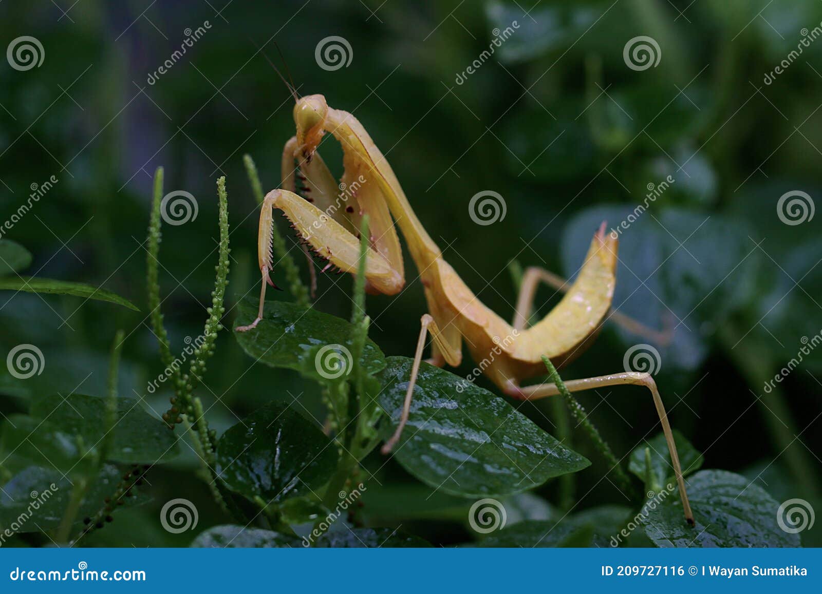 A Bright Yellow Praying Mantis is Looking for Prey in Bush. Stock Photo ...