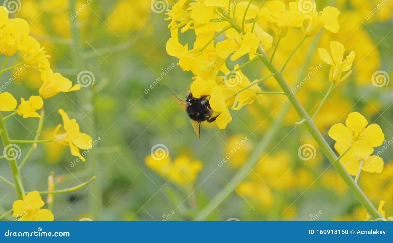 Bright Yellow with a Bumblebee Stock Footage - Video of spring, plant ...