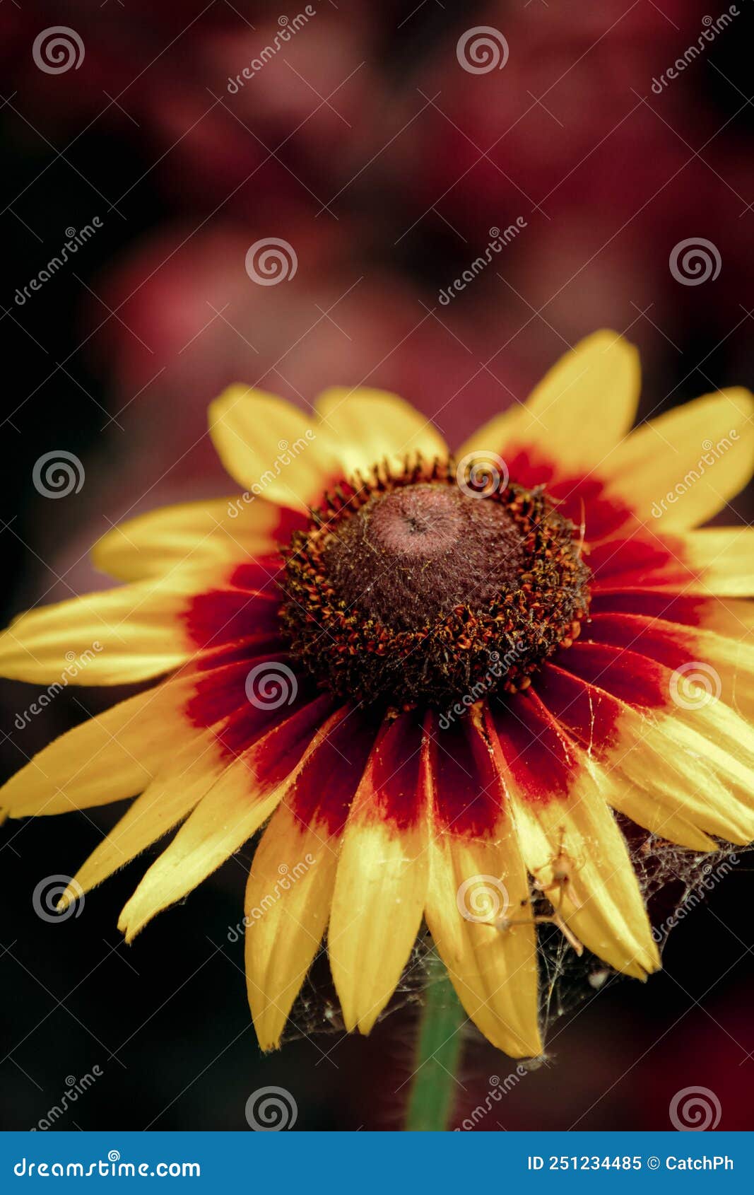 A Bright Yellow-red Daisy in Close-up Stock Image - Image of macro ...
