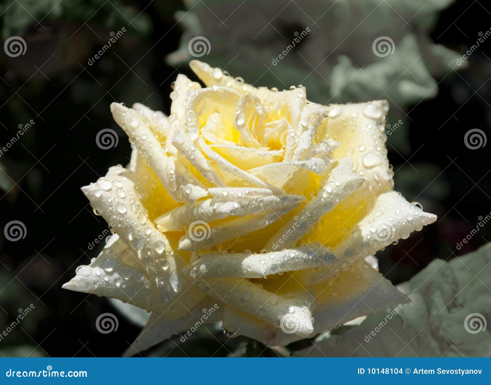Bright Yellow Rose with Dew Drops. Stock Photo - Image of fresh, bloom ...
