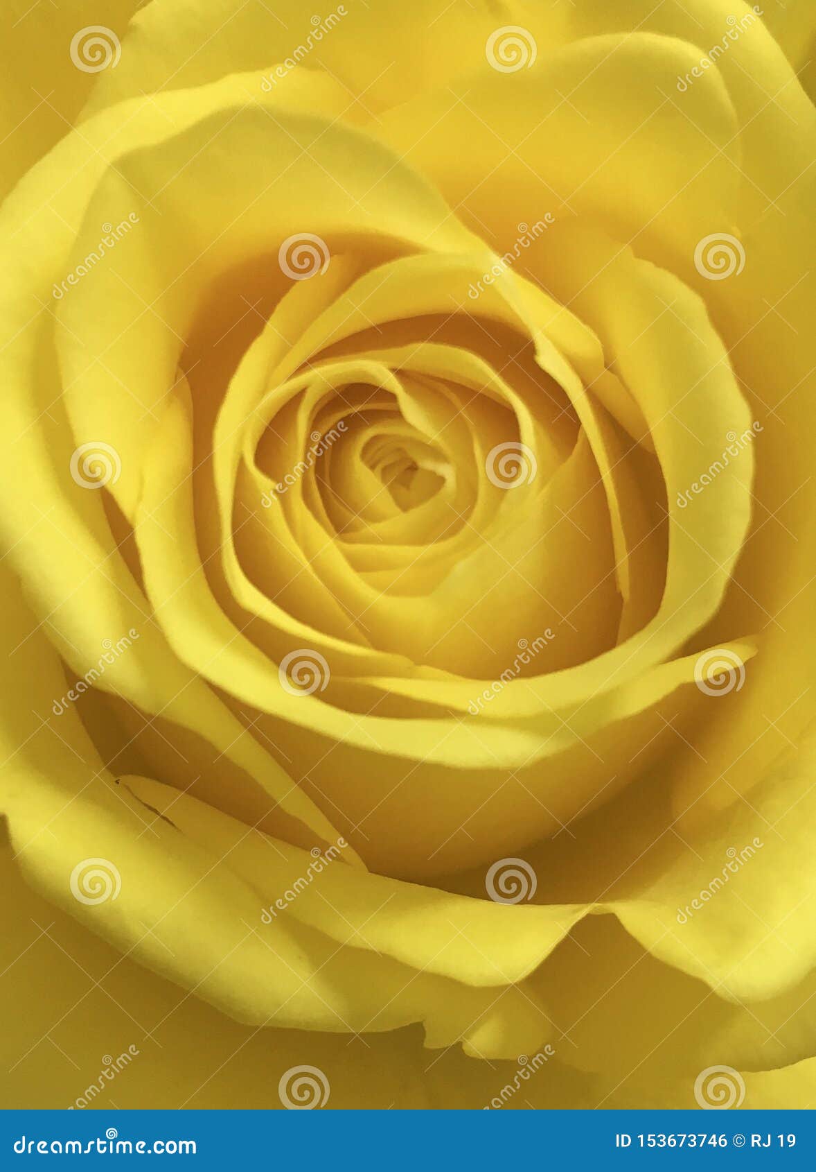 Bright yellow rose flower stock photo. Image of botany - 153673746