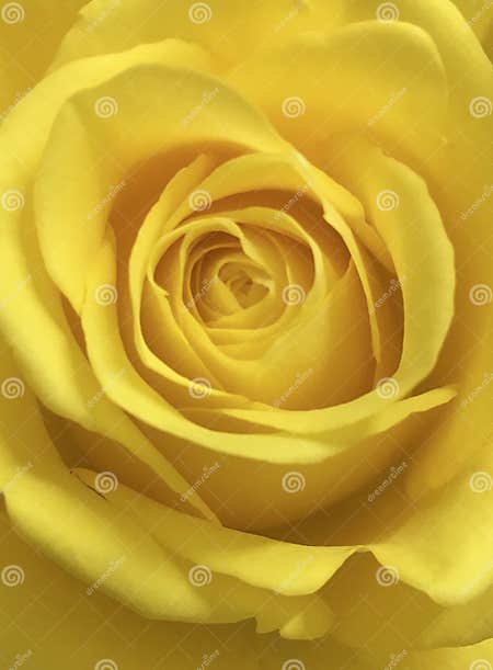 Bright yellow rose flower stock photo. Image of botany - 153673746