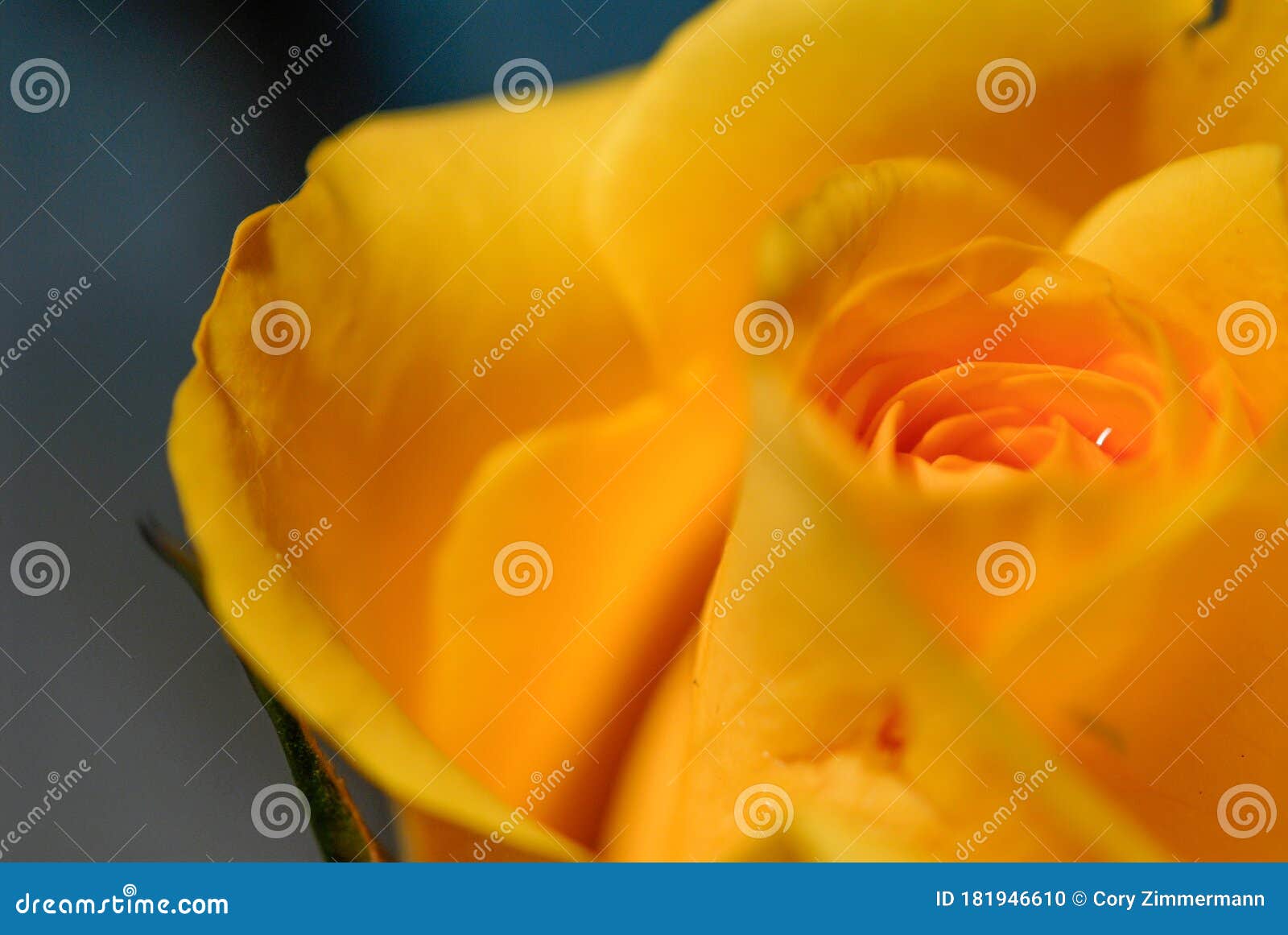 Bright Yellow Rose with Fresh Vibrant Petals Stock Photo - Image of ...