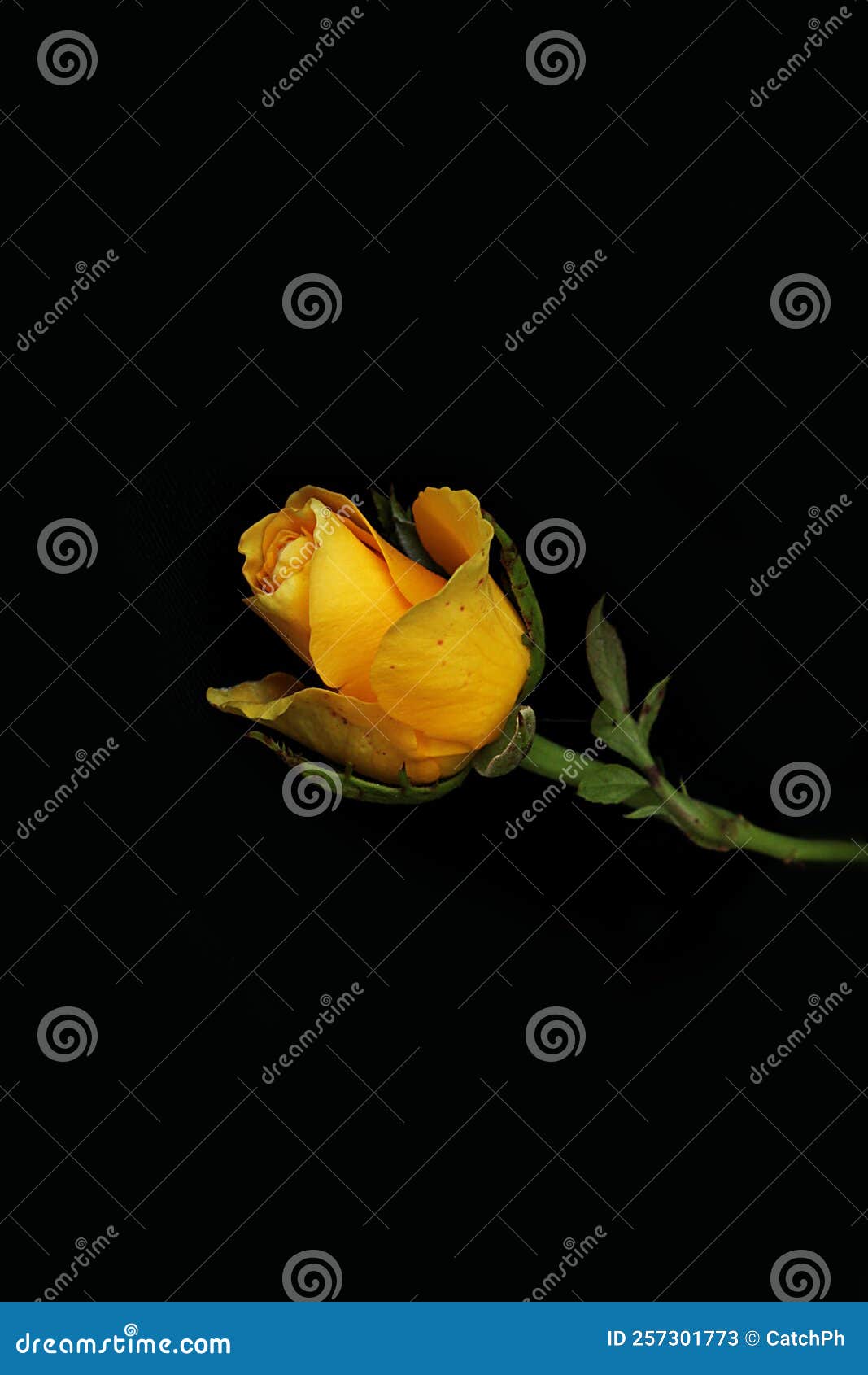 Bright Yellow Rosebud Flower on a Black Background Stock Image - Image ...
