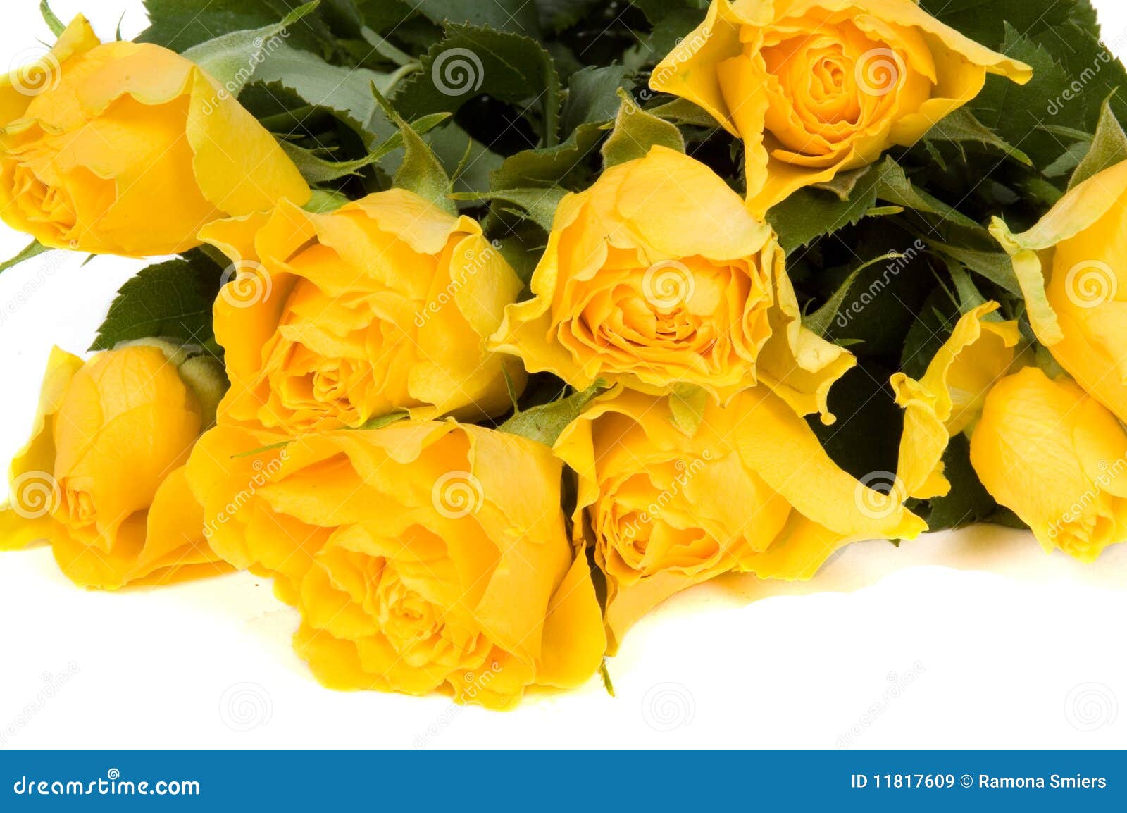 Bright yellow roses stock image. Image of gift, freshness - 11817609