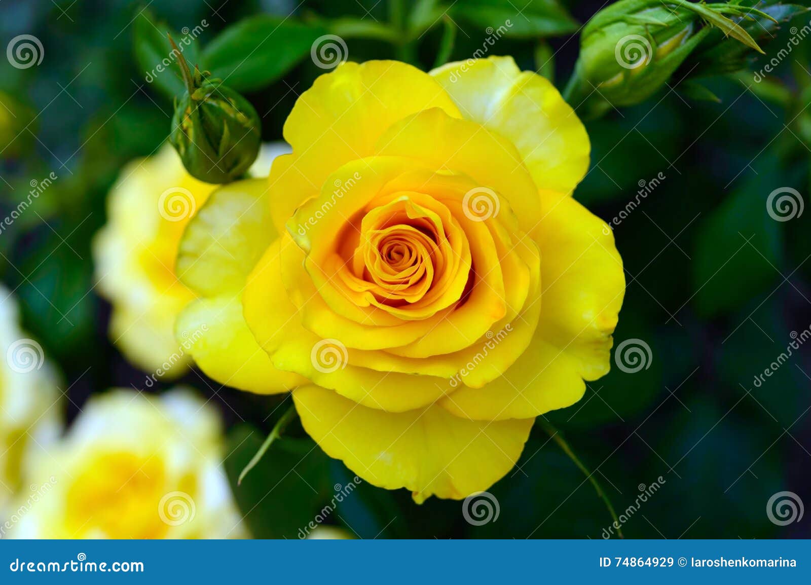 Bright Yellow Roses on the Background of Nature. Stock Image - Image of ...