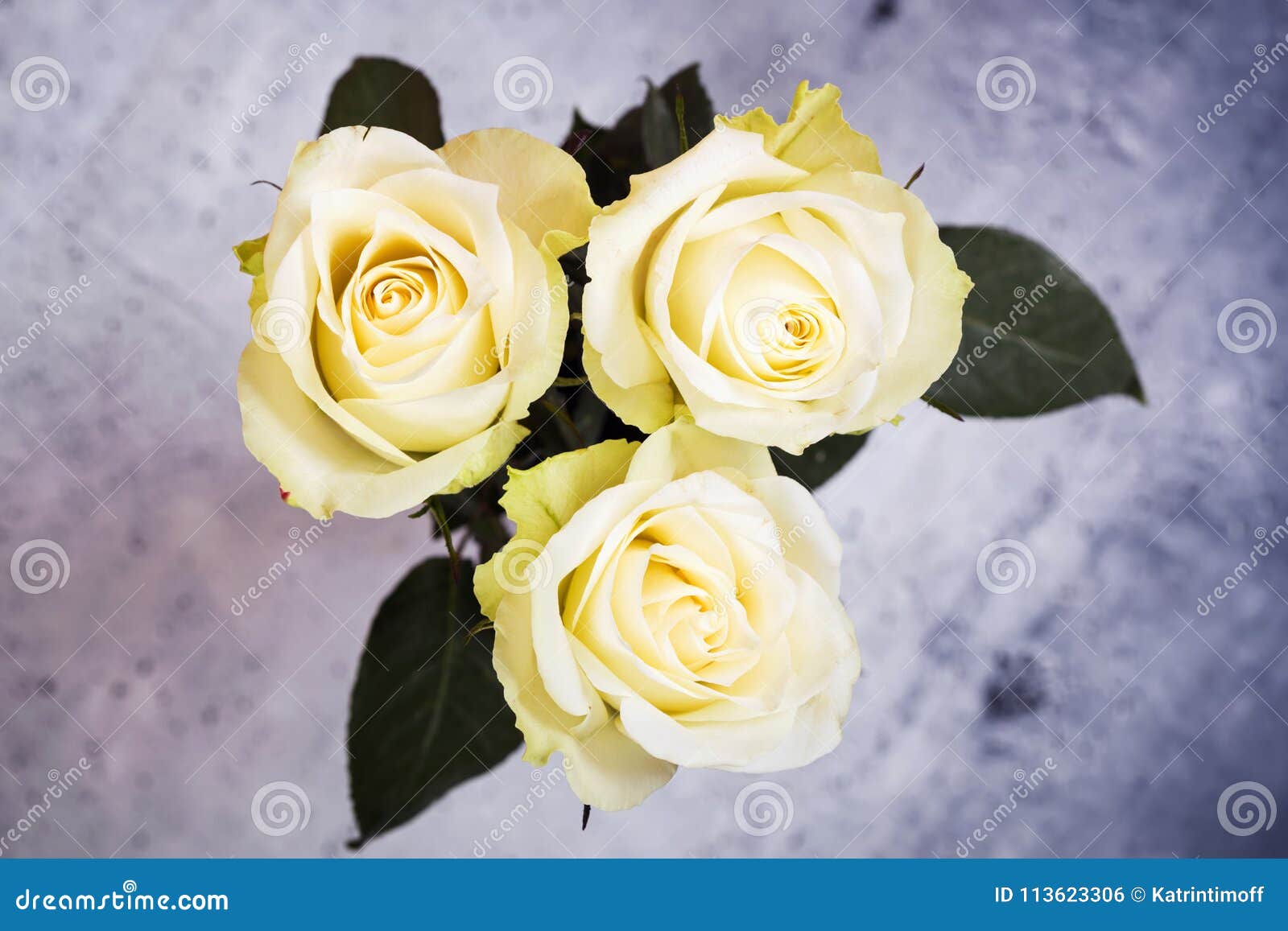 Bright yellow roses stock photo. Image of rose, roses - 113623306