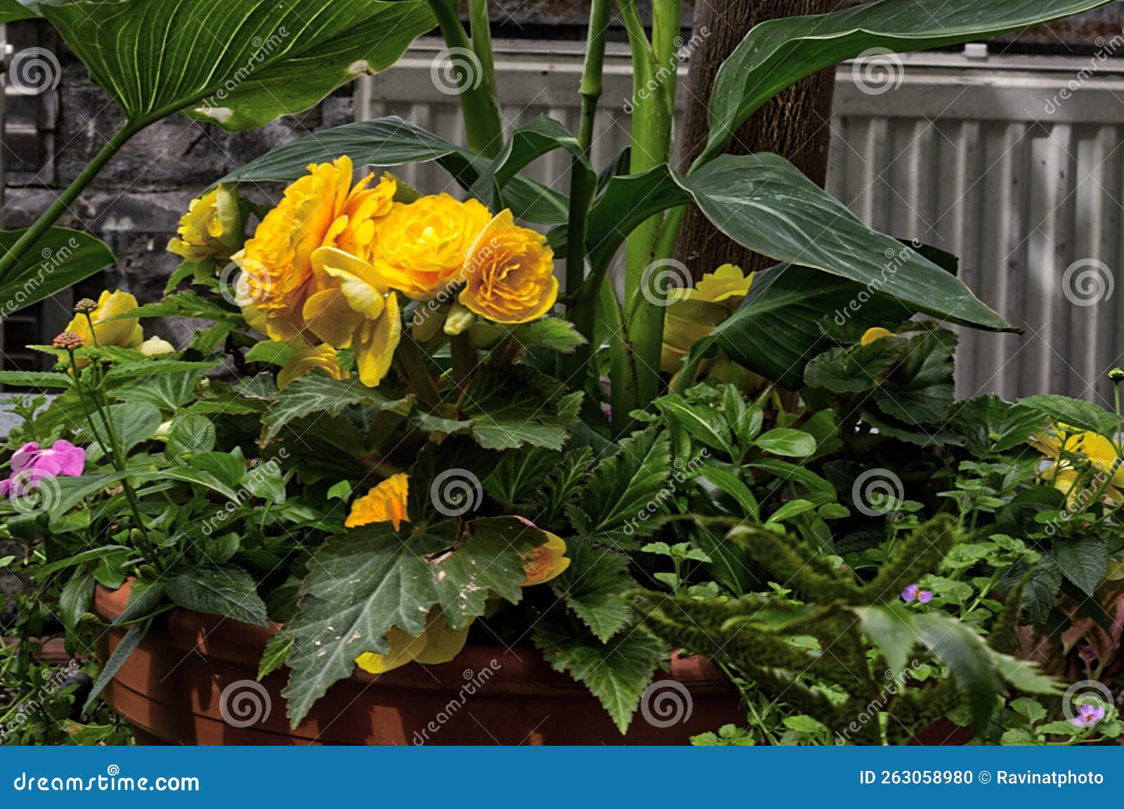 Bright Yellow Roses in the Garden, Toronto, on, Canada Stock Photo ...