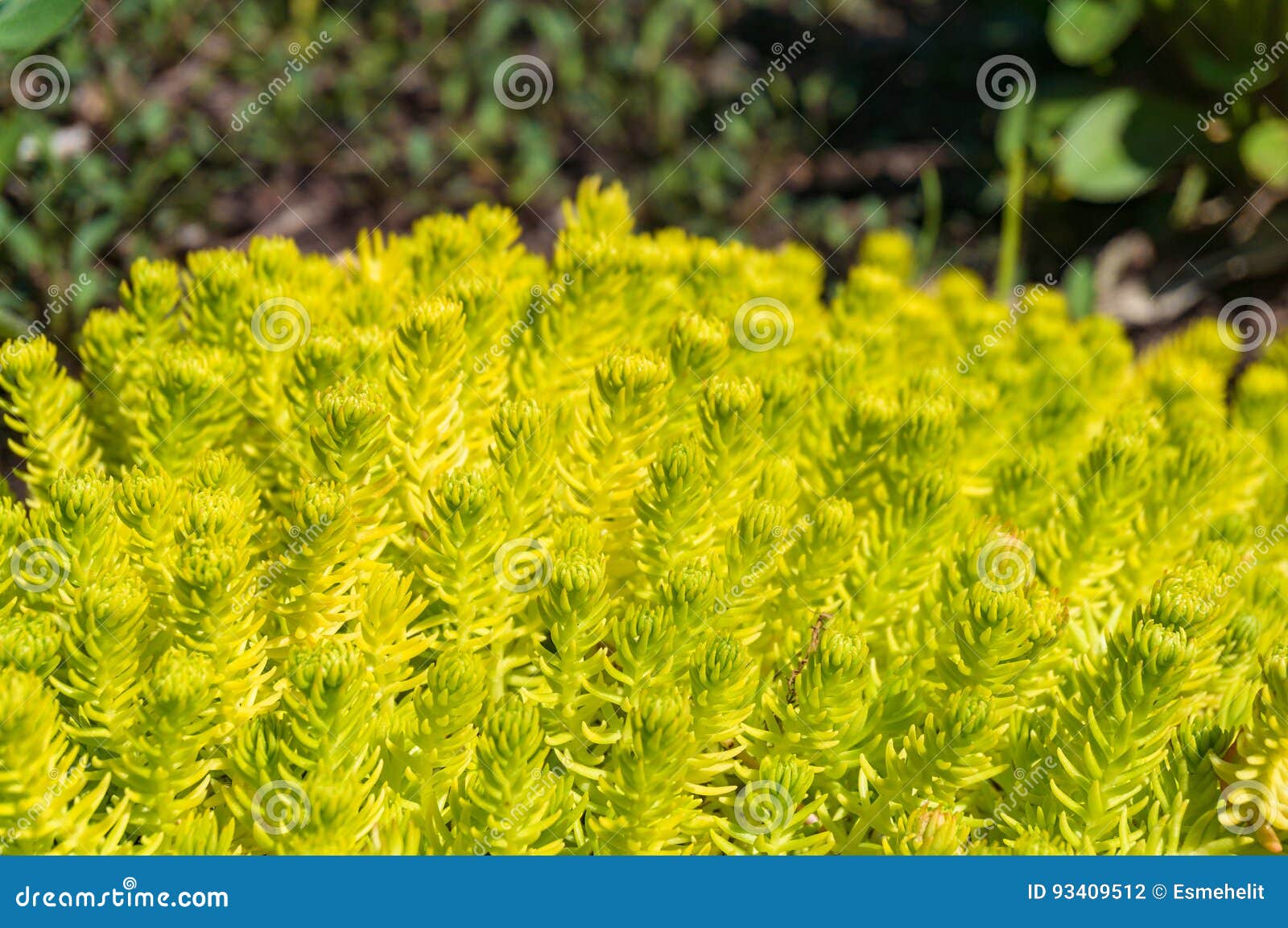 Yellow Sedum Reflexum Or Sedum Rupestre Flower In Full Bloom On A ...
