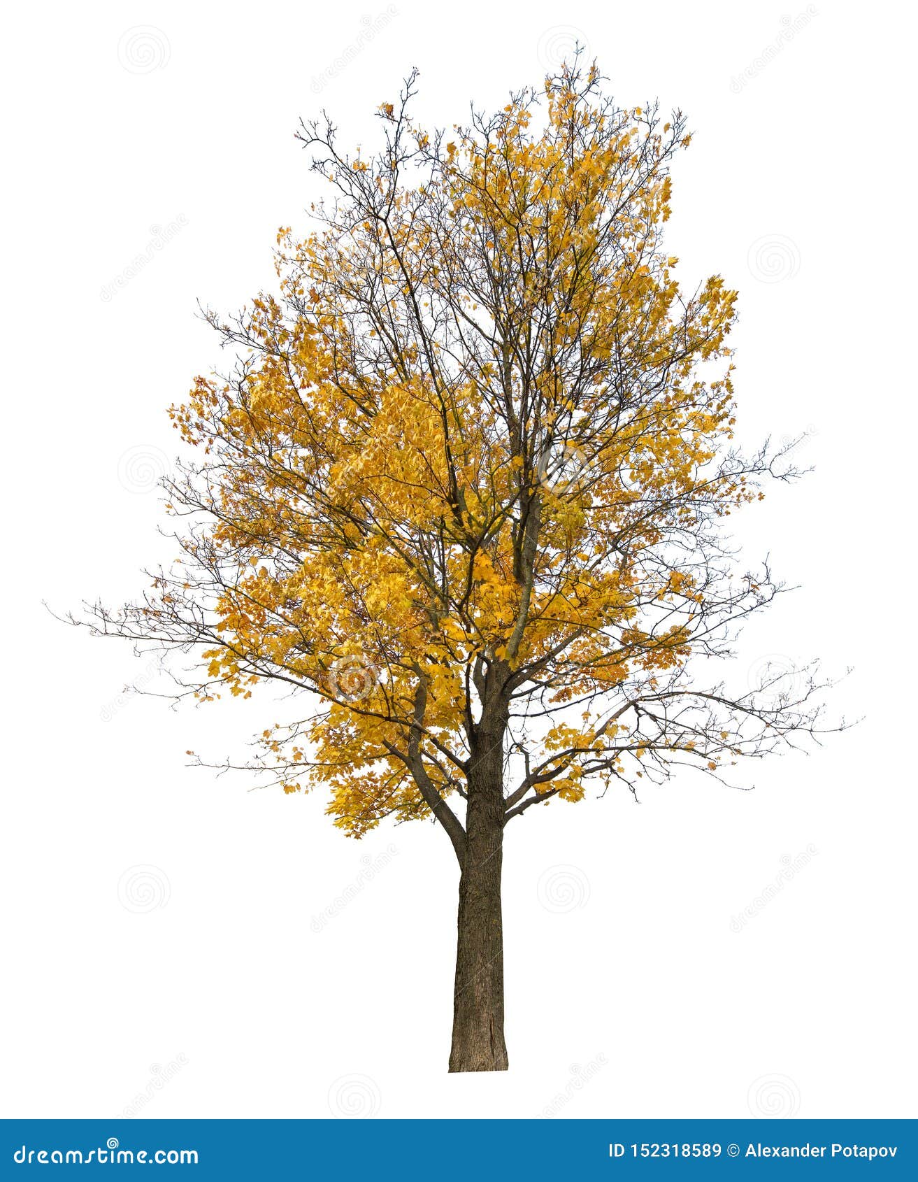 Bright Yellow Semi Bare Autumn Large Maple Tree Stock Image - Image of ...