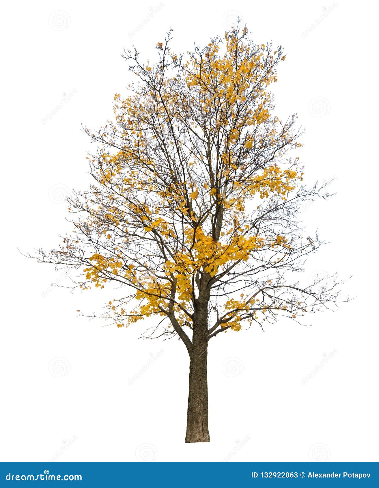 Bright Yellow Semi Bare Autumn Maple Tree Stock Image - Image of ...