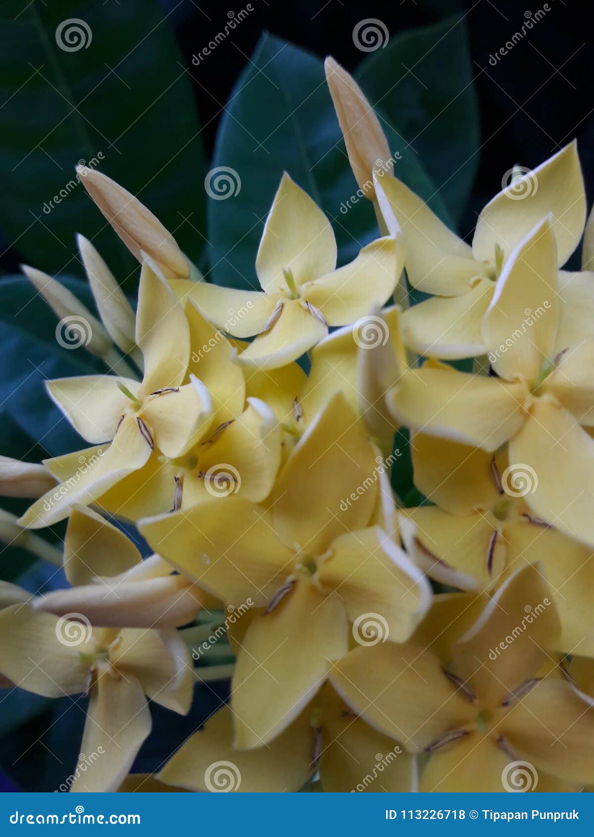 Bright Yellow Spike Flower stock photo. Image of flower - 113226718