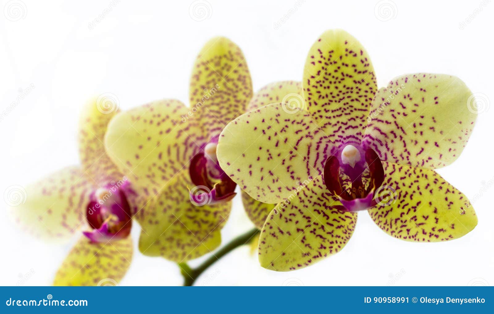 Bright yellow spot orchids stock image. Image of fresh - 90958991