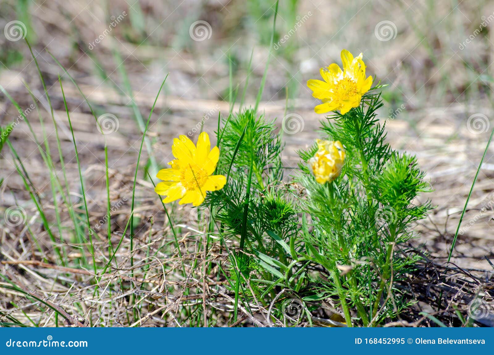 Bright Yellow Spring Adonis Flowers, a Sign of the Approaching Spring ...