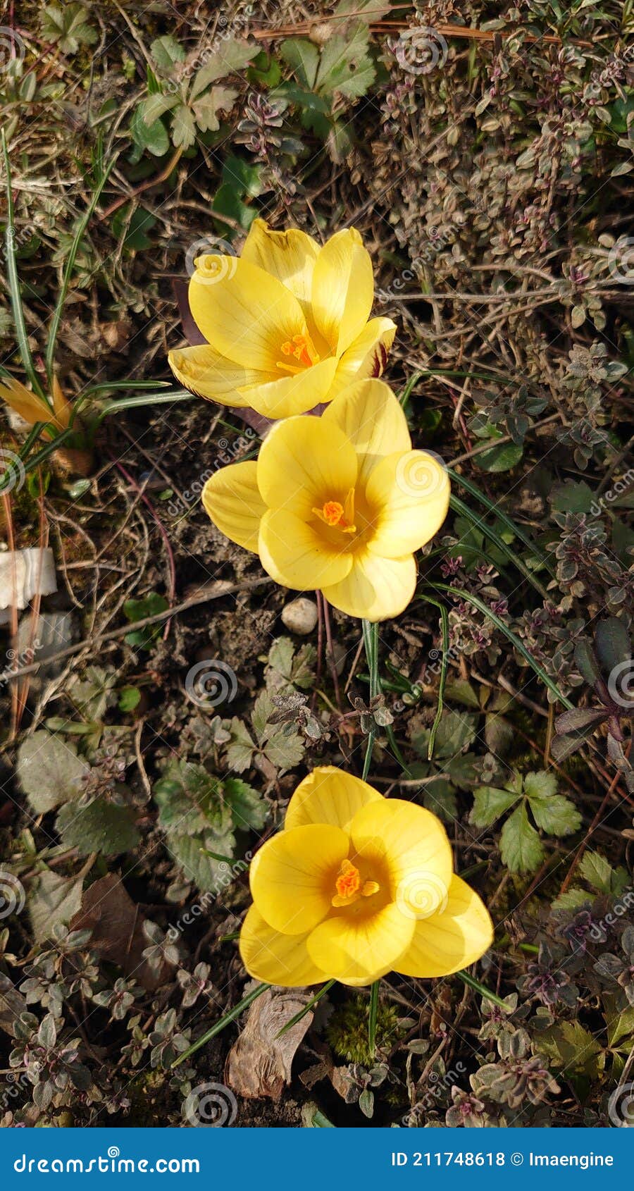 Bright Yellow Spring Flowers in Full Bloom Stock Photo - Image of full ...