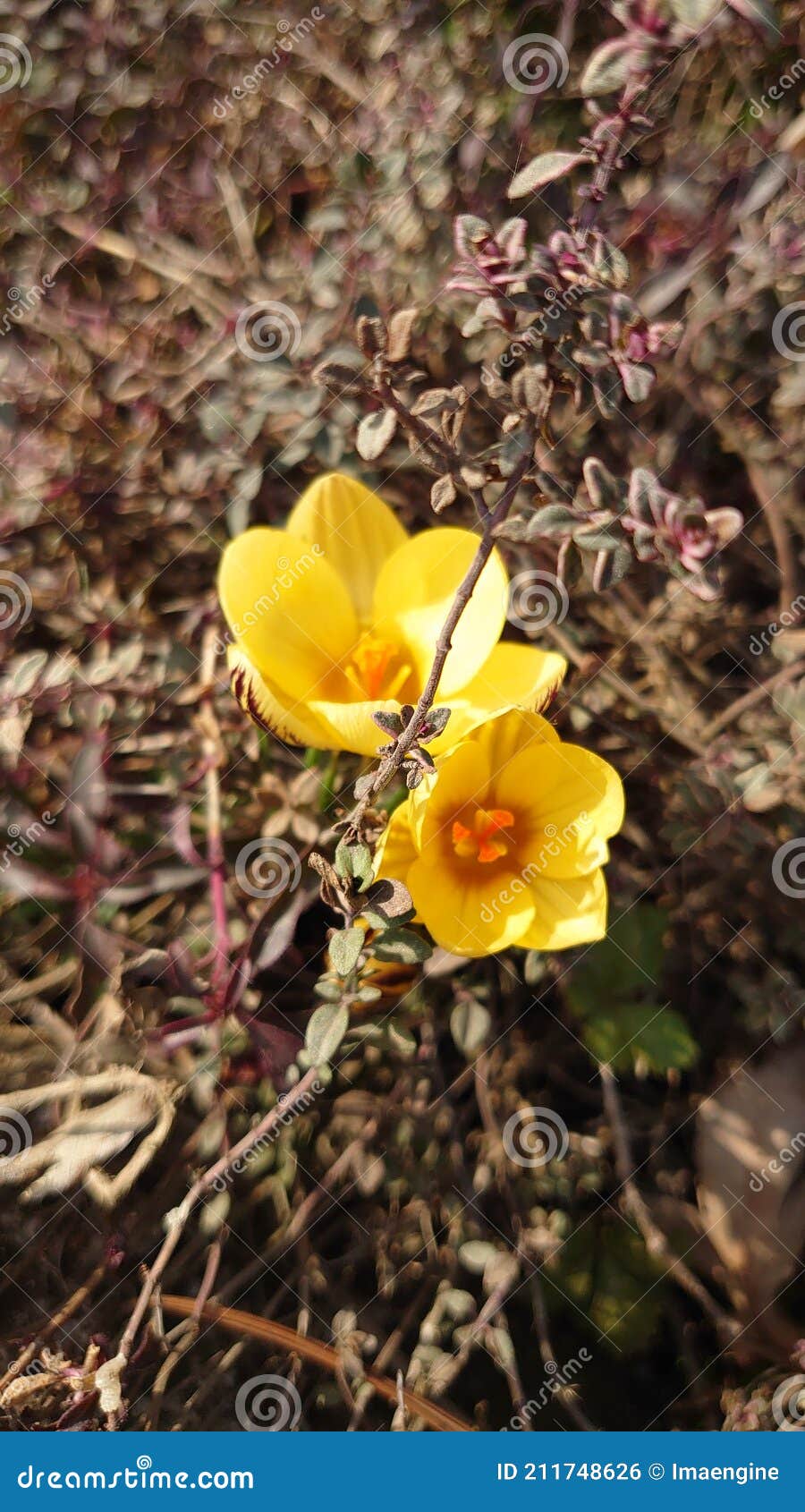 Bright Yellow Spring Flowers in Full Bloom Stock Photo - Image of ...