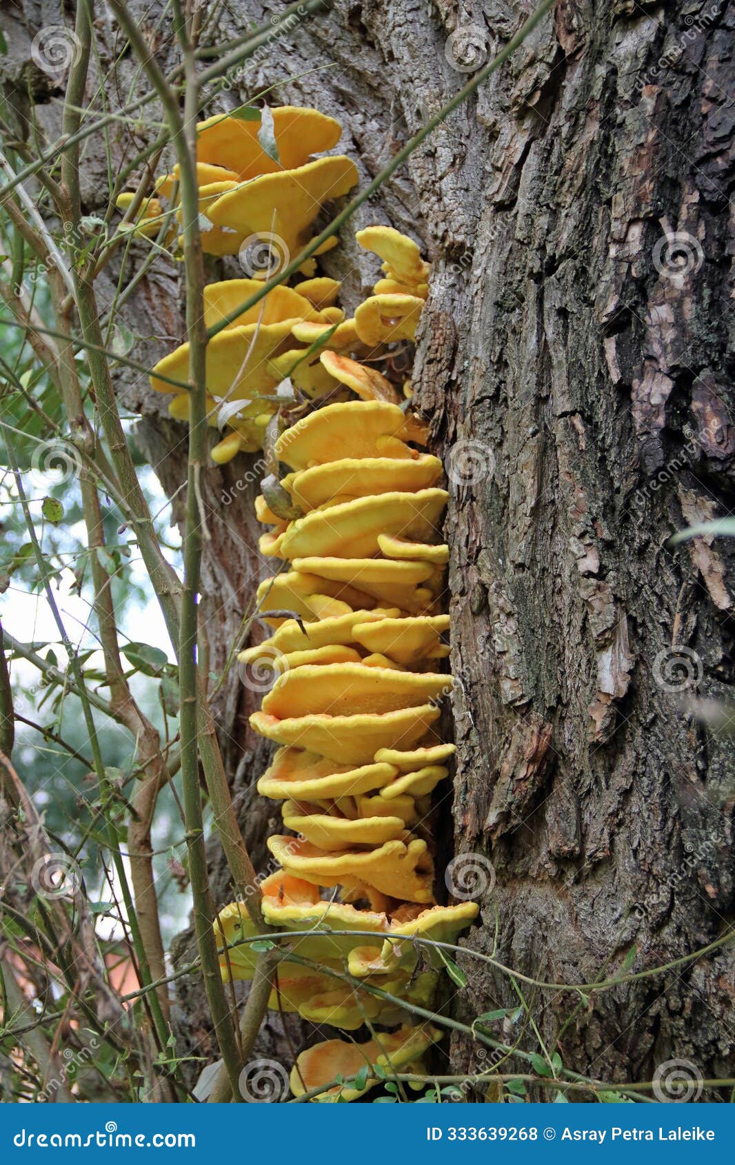 A Bright Yellow Sulfur Porling on the Bark of an Old Tree Stock Photo ...