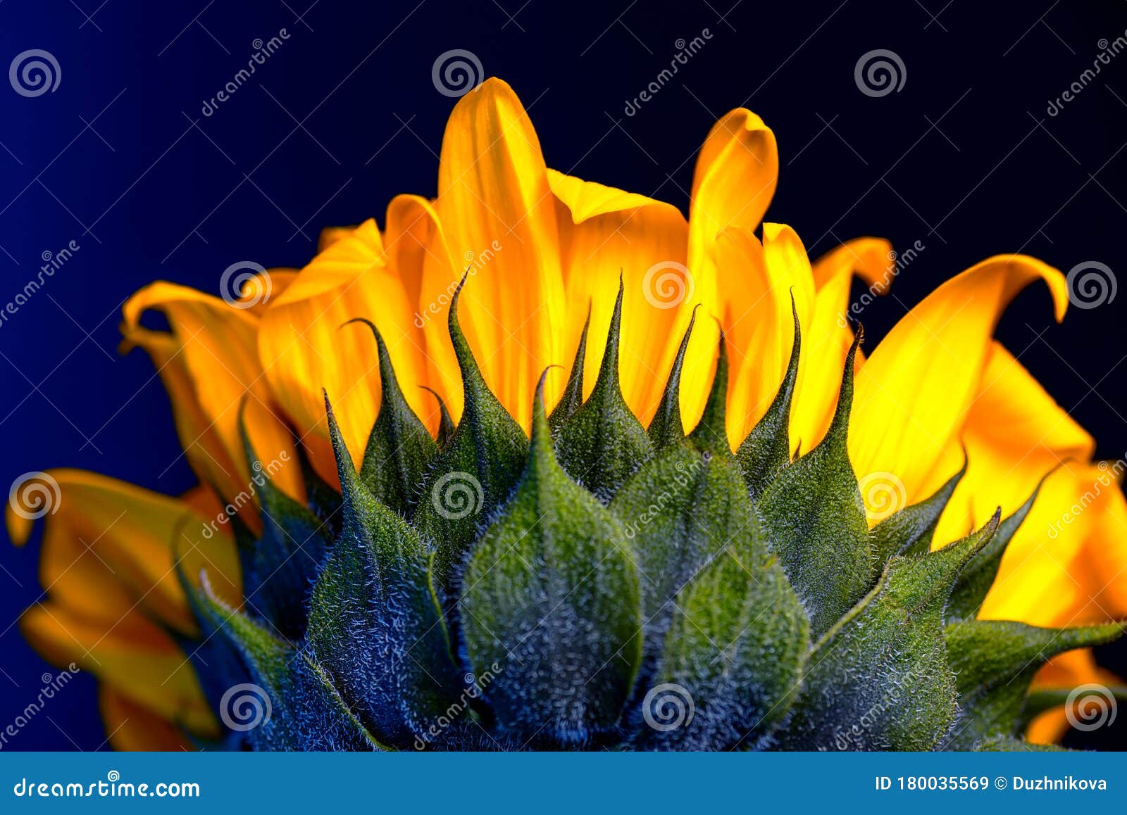 Bright Yellow Sunflower. Against the Backdrop of Space and Stardust ...