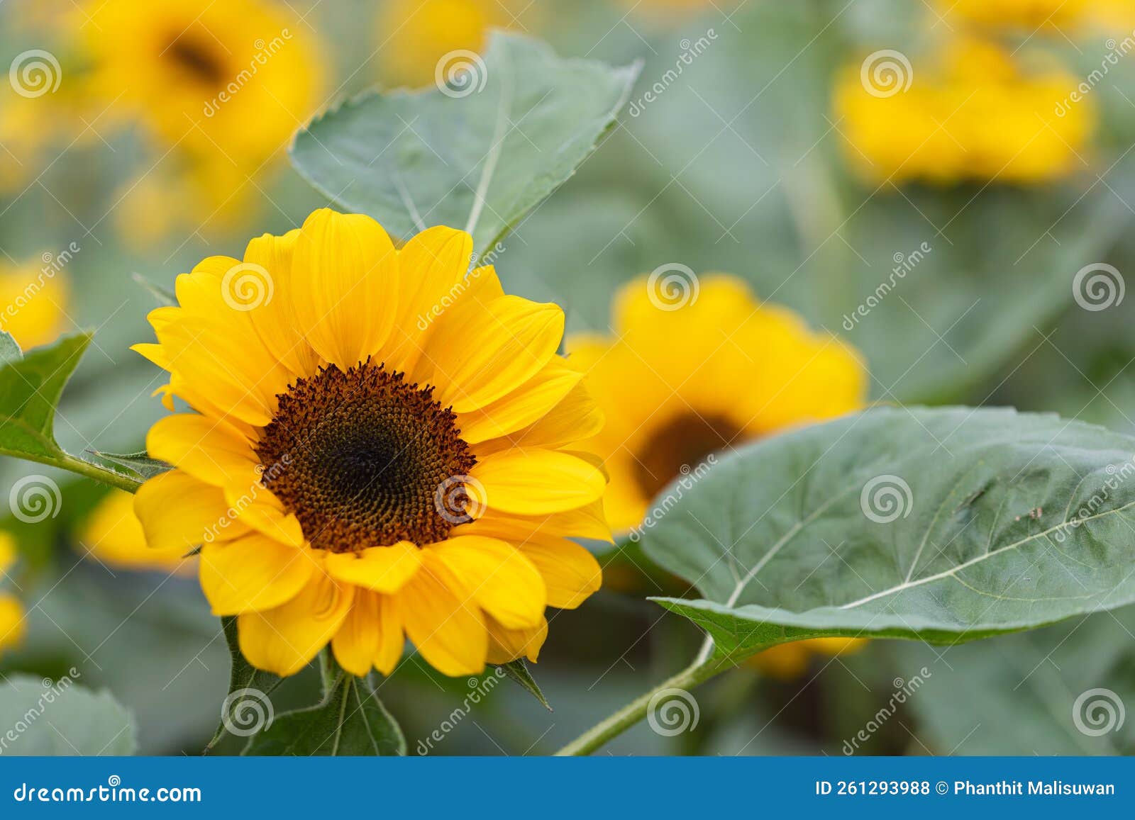 Bright Yellow Sunflower in Field Stock Photo - Image of nature, plant ...