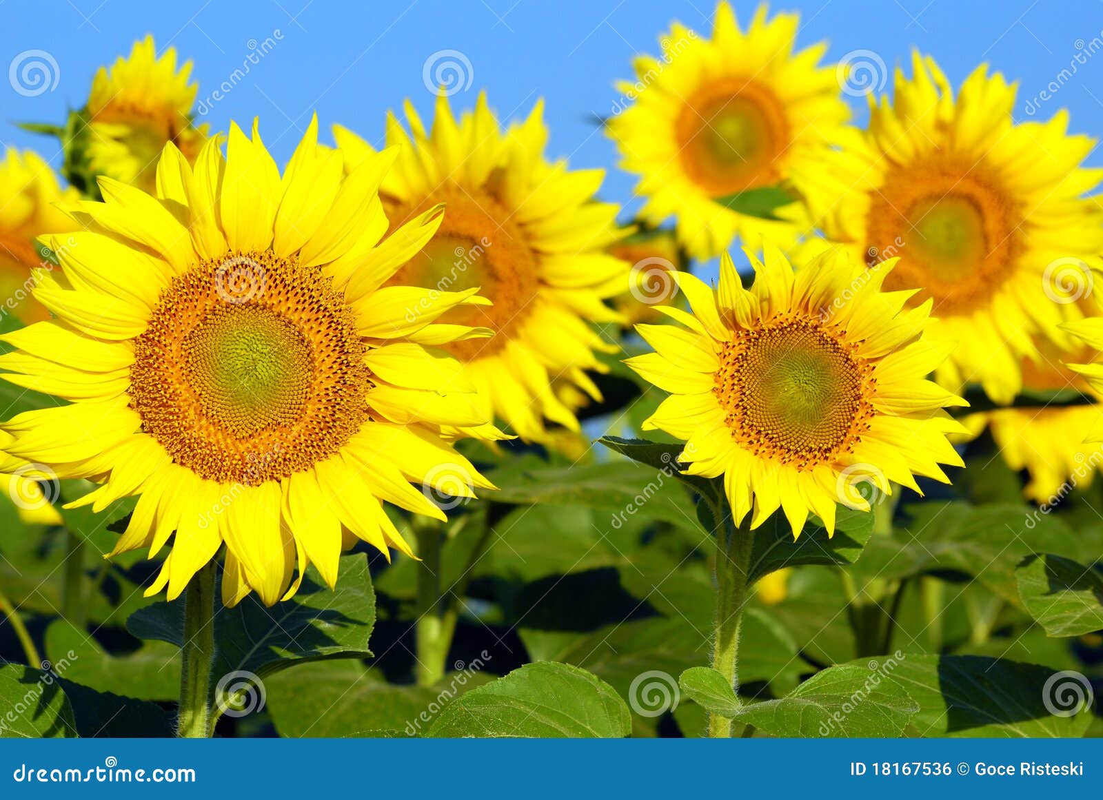Bright yellow sunflowers stock photo. Image of sunflower - 18167536