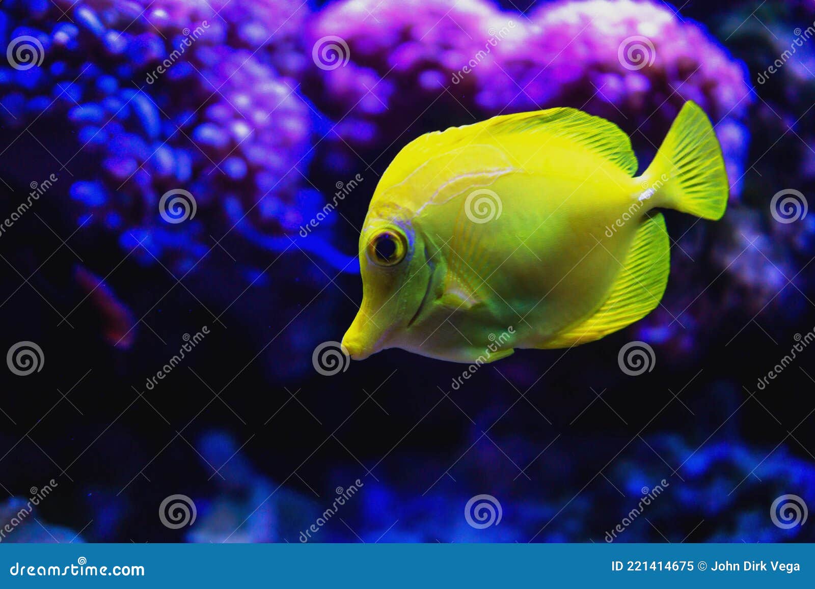 Bright Yellow Tang Fish stock image. Image of colorful - 221414675