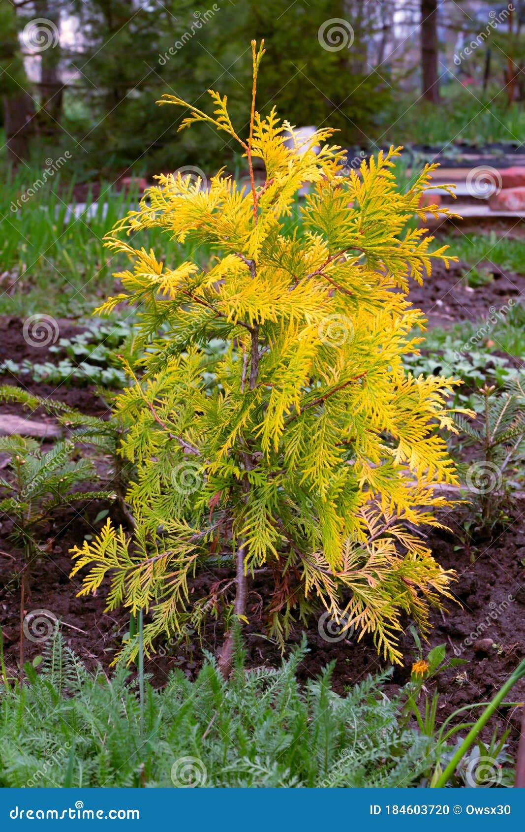 Bright Yellow Thuja Malonyana Aurea on a Mulched Bed. Spring Landscape ...