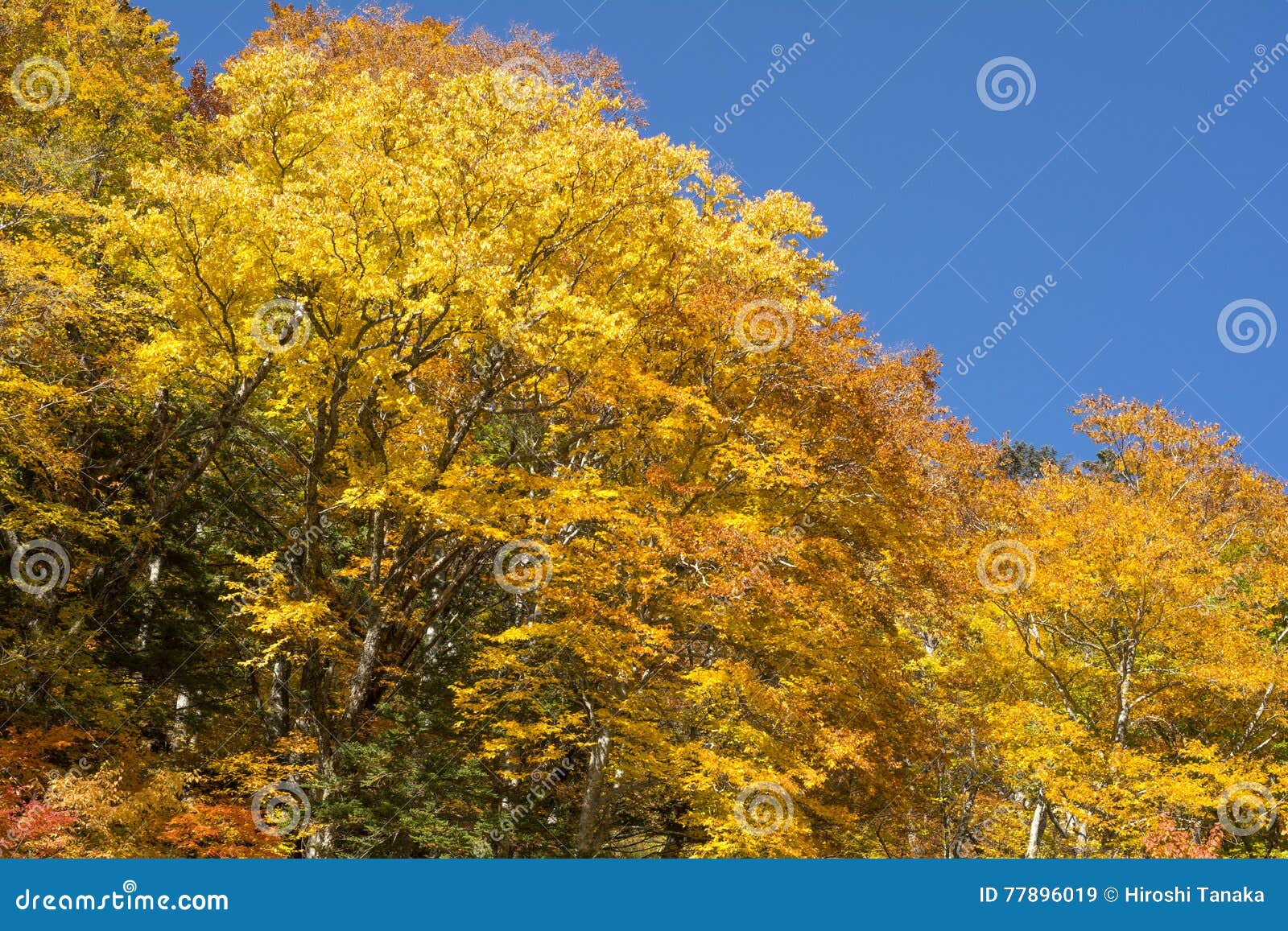 Bright yellow tree stock image. Image of turn, tree, seasonal - 77896019