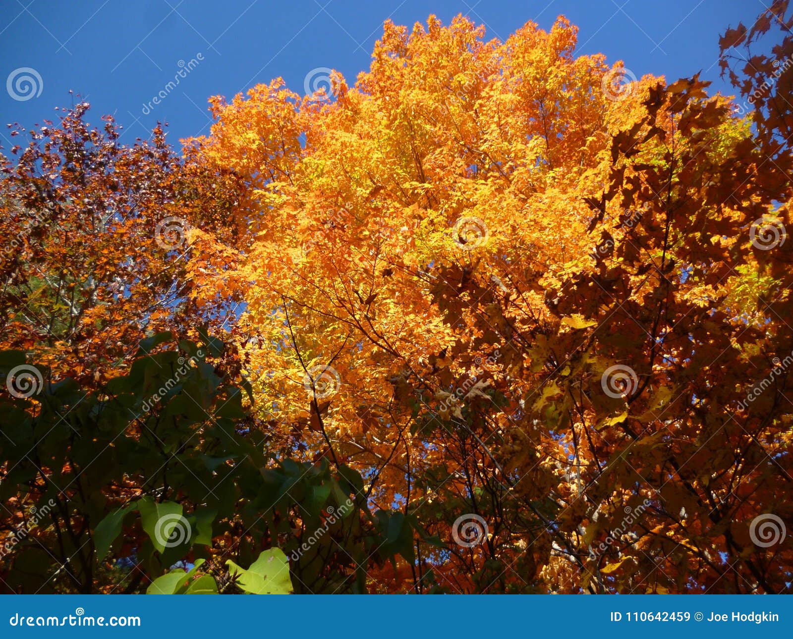 Bright Yellow Tree with Other Changing Foliage Stock Image - Image of ...