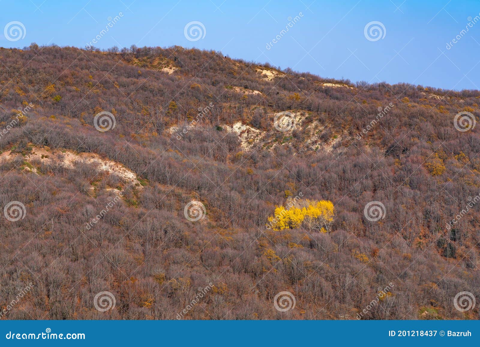 Bright Yellow Trees in a Mountain Forest Stock Image - Image of scenic ...