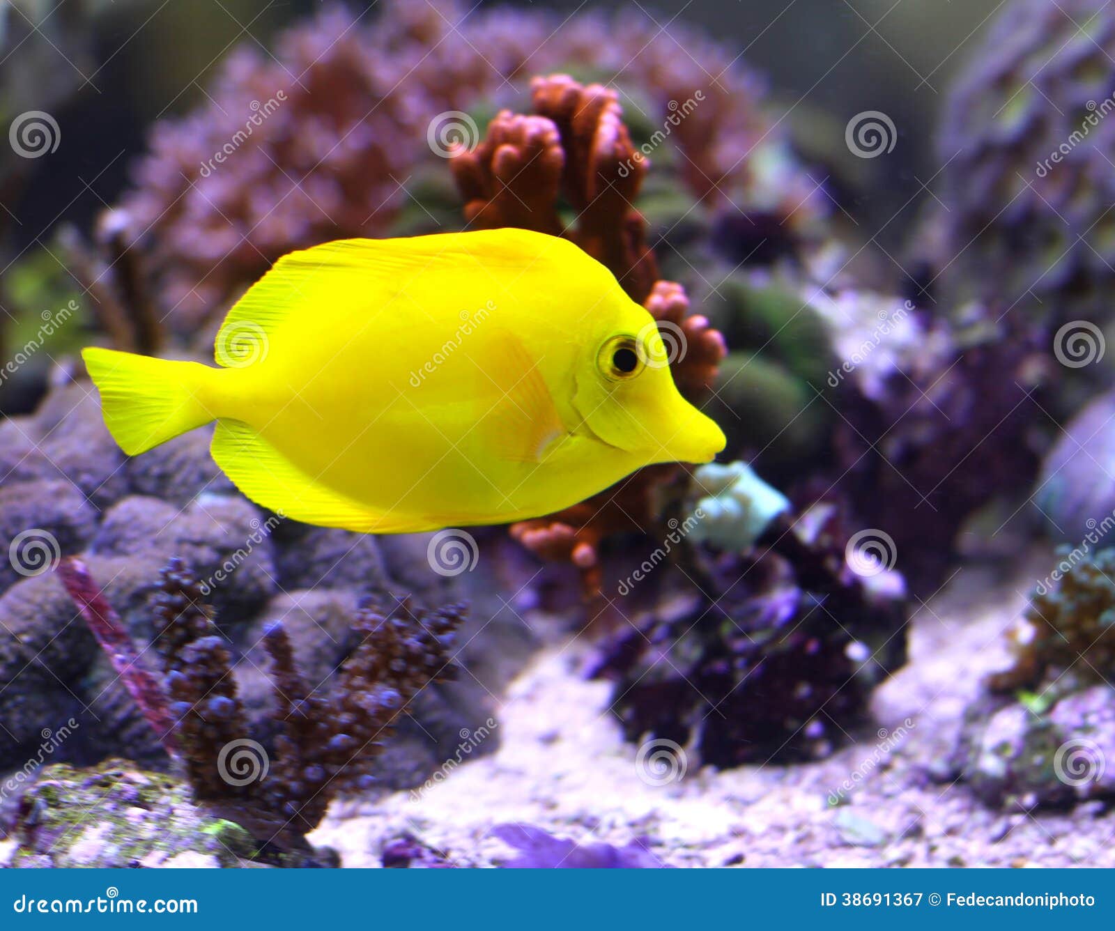Bright Yellow Tropical Fish Swimming Stock Image - Image of ...