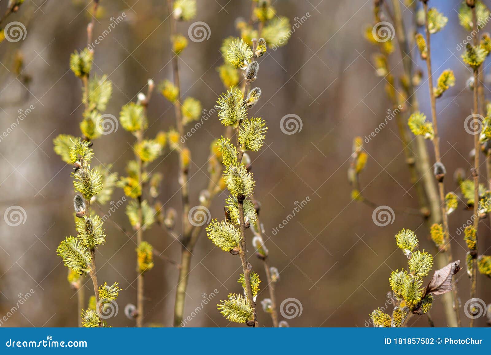 Bright Yellow Willow Inflorescences in Spring Stock Photo - Image of ...