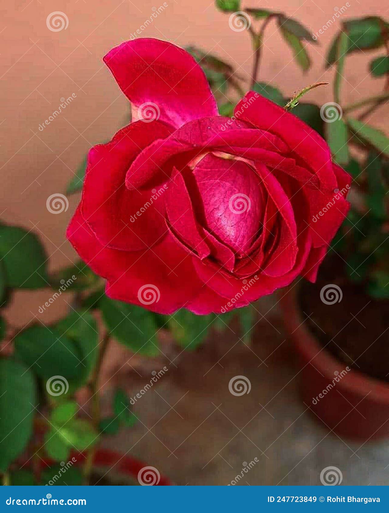 Brighten red rose stock image. Image of flowerphotography - 247723849