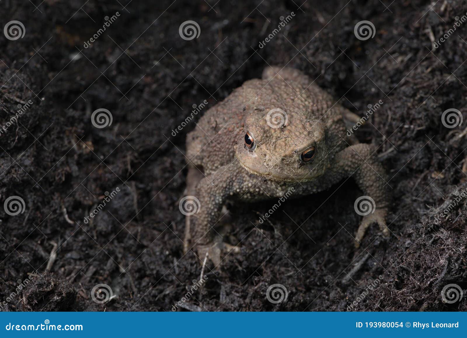 Brighter Orange Eyes of Common Toad Look at Camera, More Copy Space ...