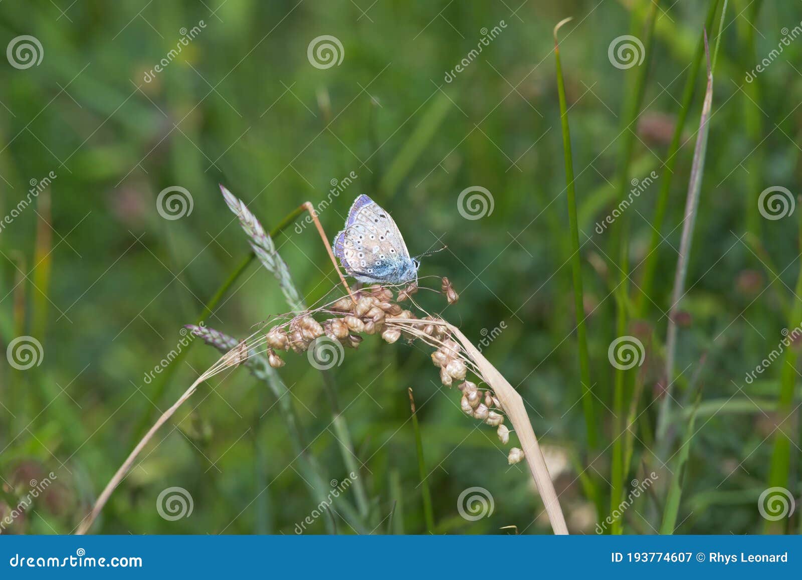 2 - Brighter Side Profile of a Common Blue Butterfly Stock Image ...