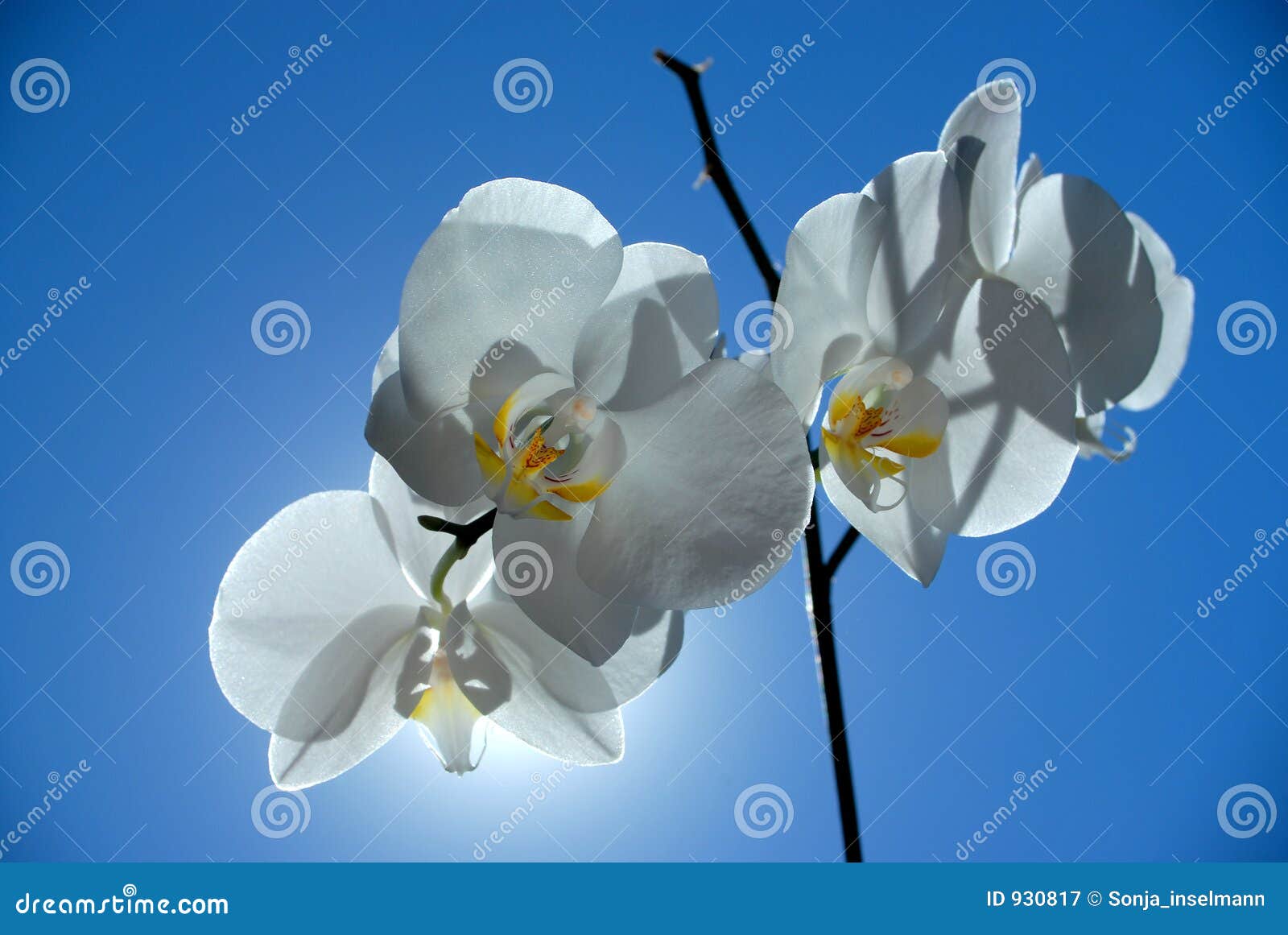 Brightful orchid stock image. Image of couple, bouquet - 930817